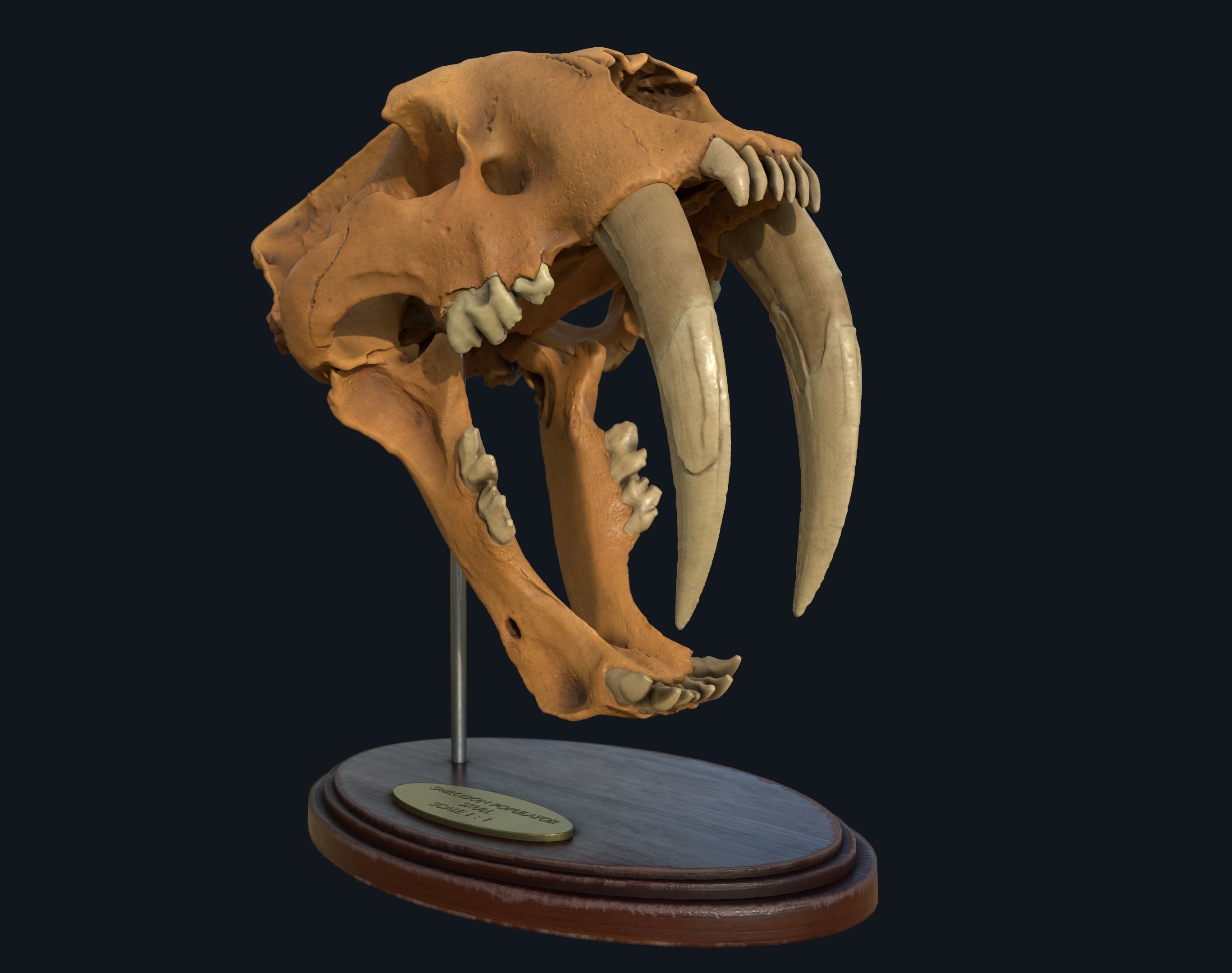 3D model Smilodon skull on stand VR / AR / low-poly | CGTrader