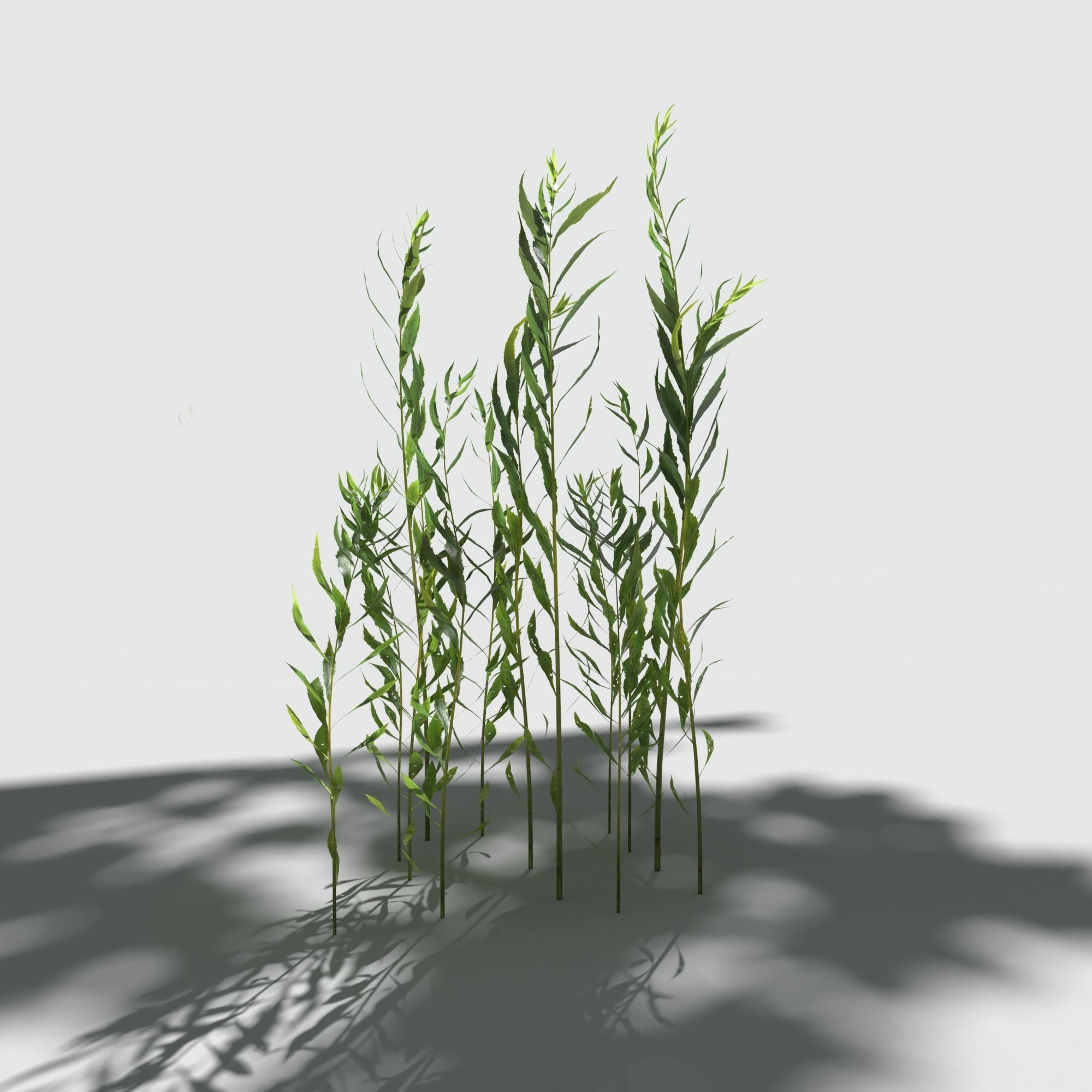 Goldenrod Pack 3D model | CGTrader