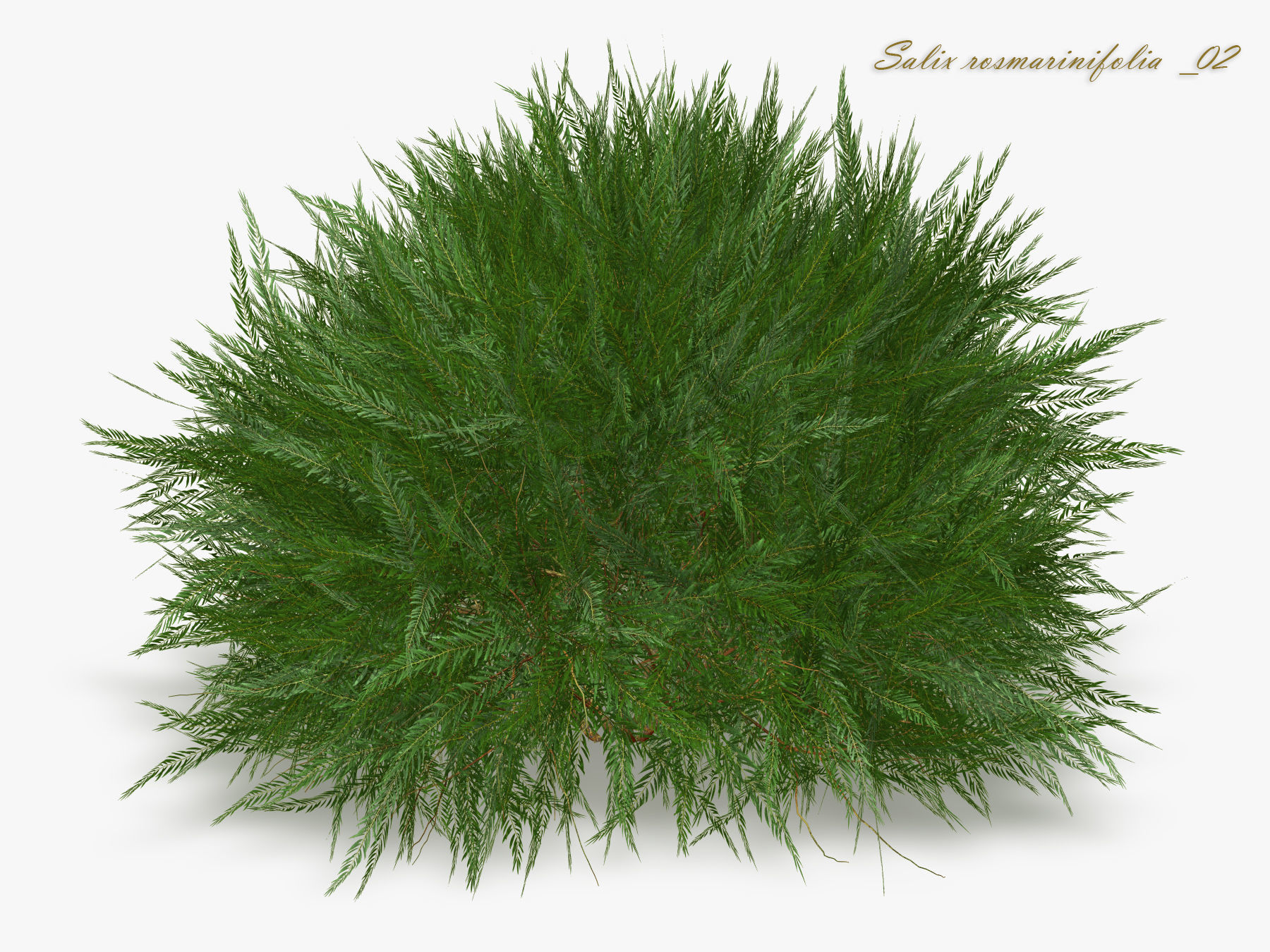 3D model Bush Willow Salix rosmarinifolia VR / AR / low-poly | CGTrader