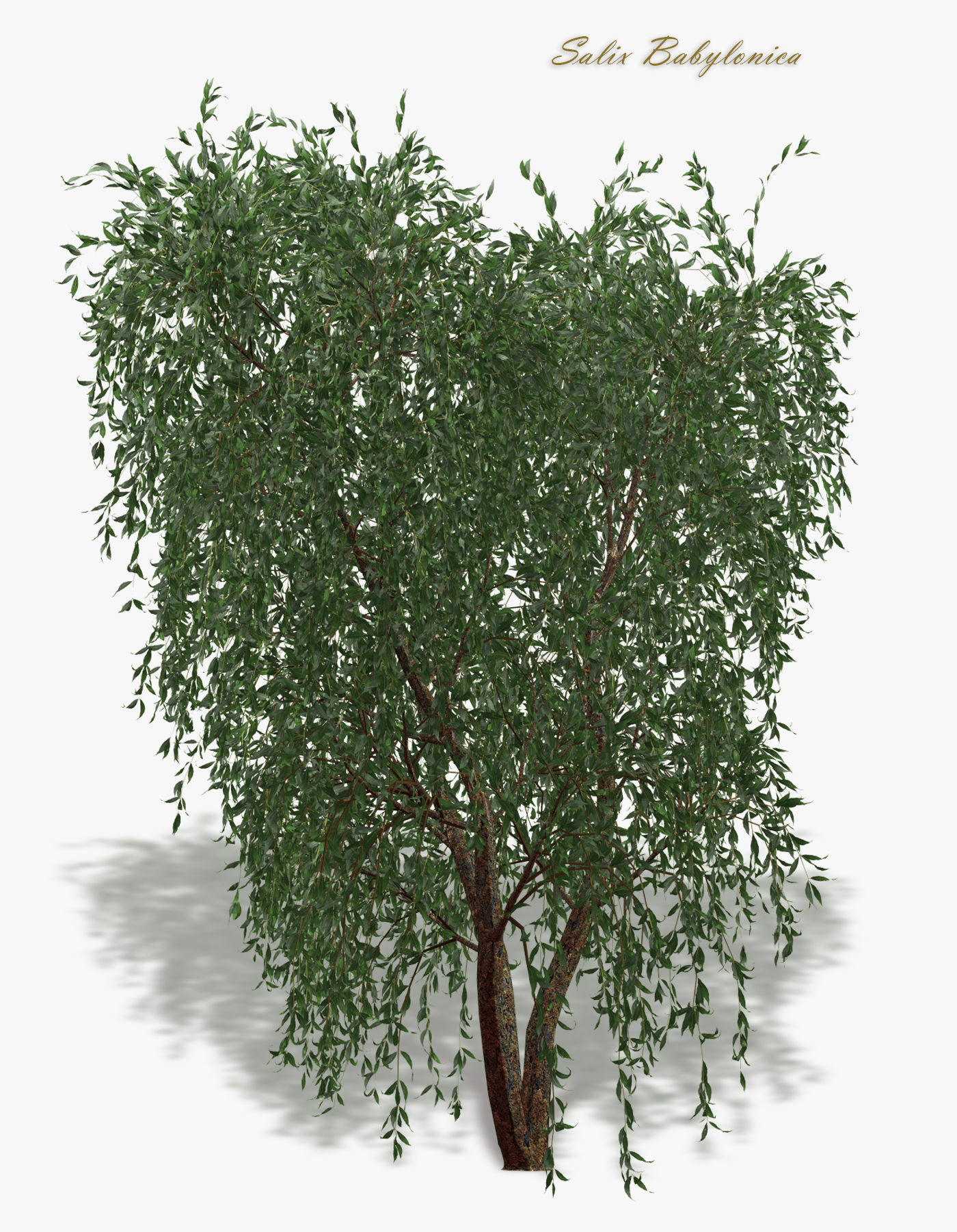 Tree Willow Salix Babylonica 3D model | CGTrader