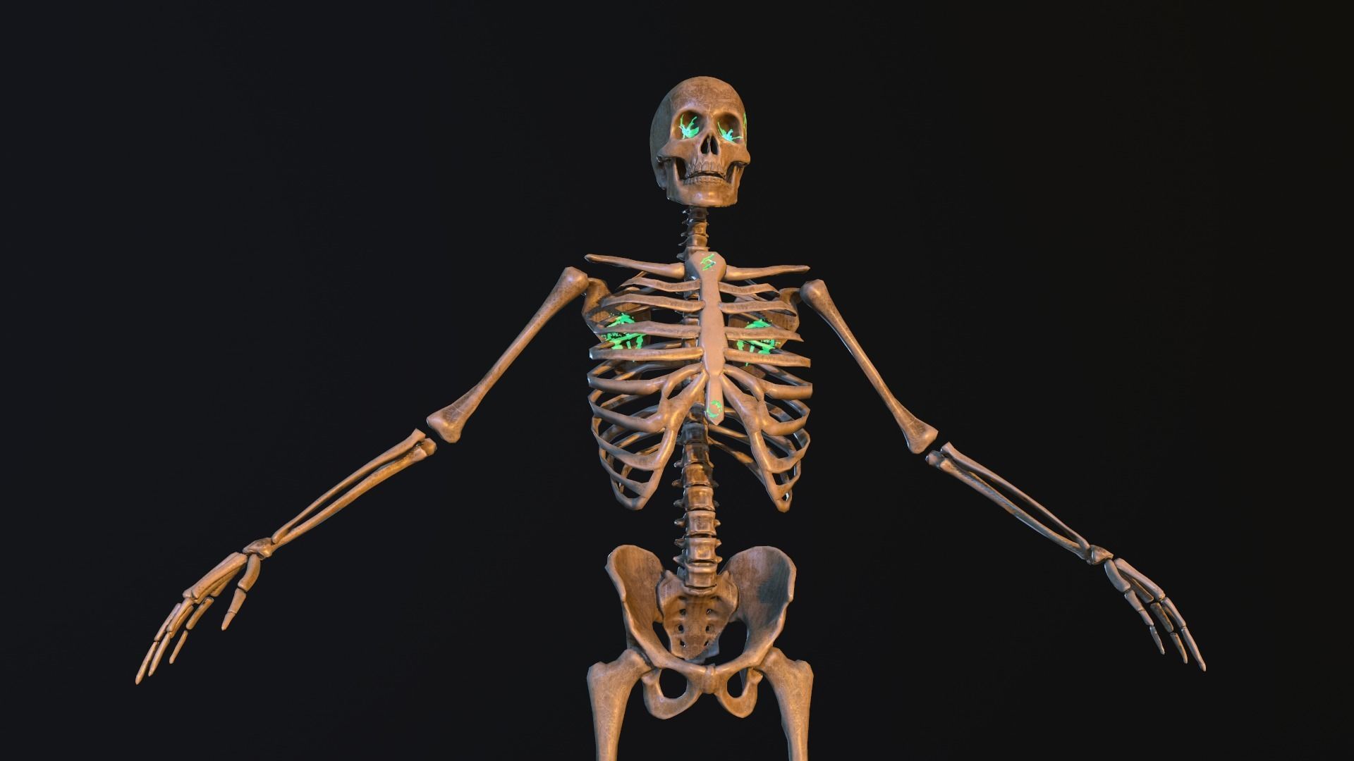 Sceleton 3D model rigged | CGTrader