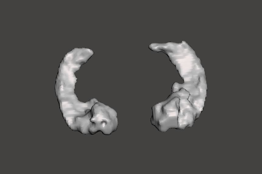 Hippocampus of Brain 3D model 3D printable | CGTrader