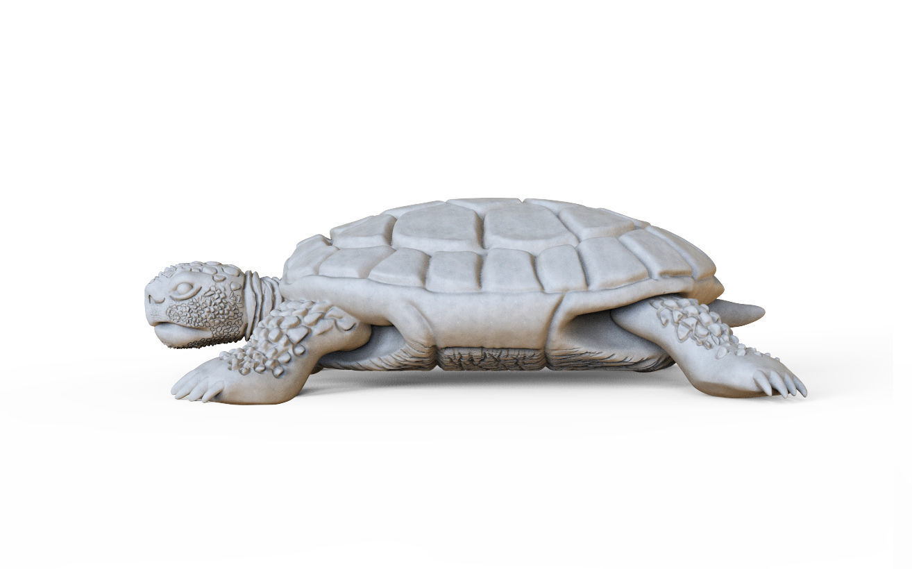 TURTLE TORTOISE 3D model 3D printable | CGTrader