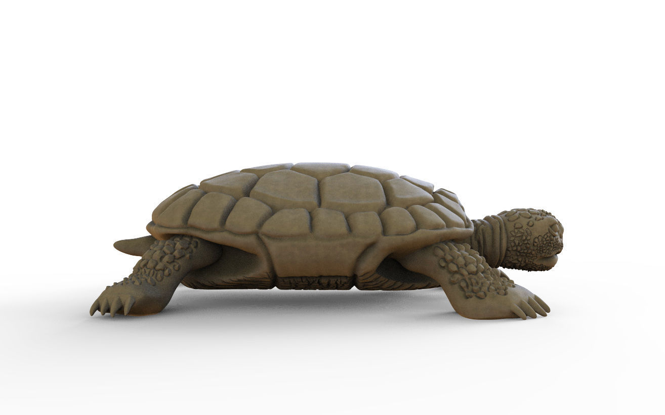 TURTLE TORTOISE 3D model 3D printable | CGTrader