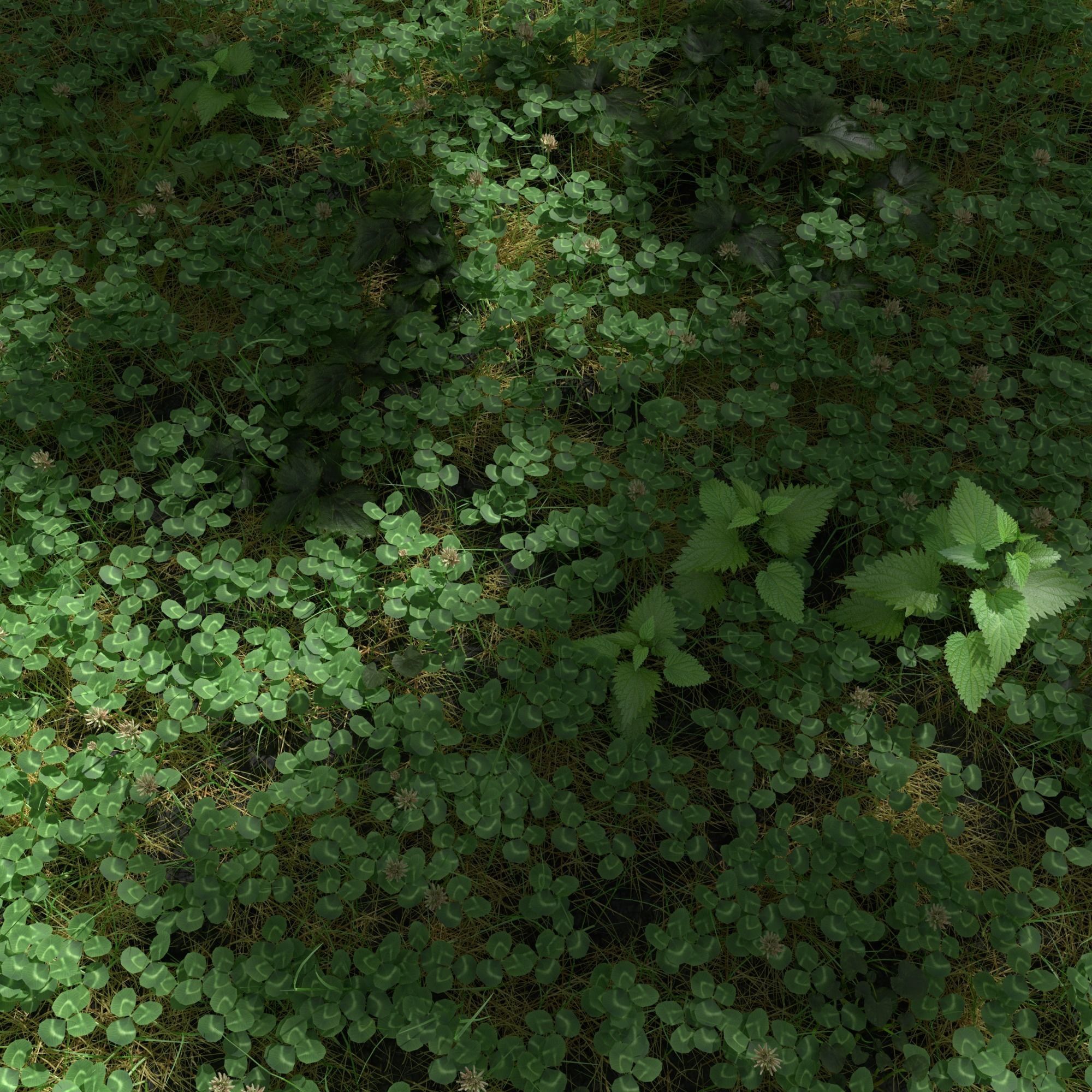 Clover Meadow Patch 3D model | CGTrader