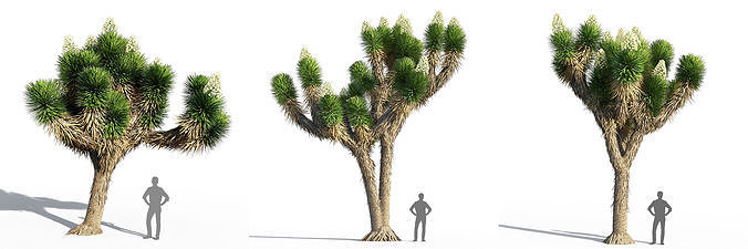 Joshua tree 3D model | CGTrader