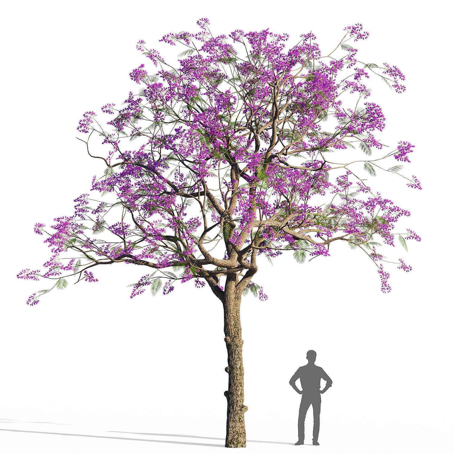 Jacaranda mimosifolia 1 3D model | CGTrader