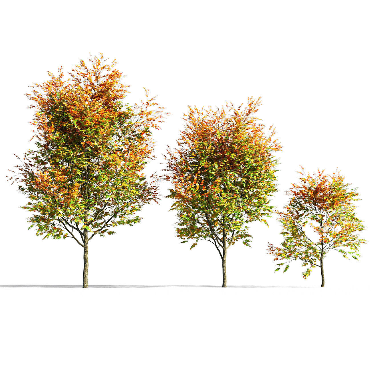 Maple tree 1 3D model | CGTrader