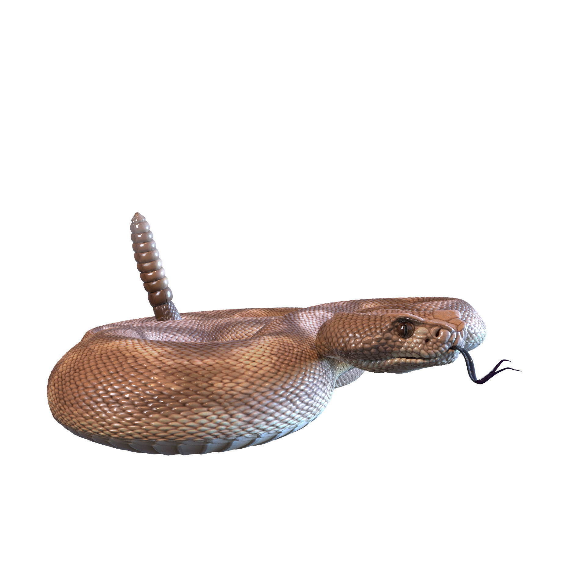 Rattlesnake 3D model | CGTrader