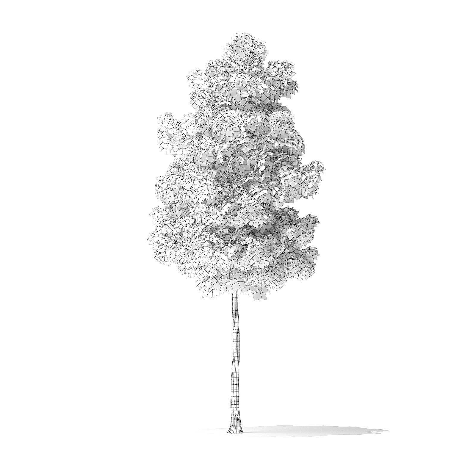 Quaking Aspen Tree 3D Model 4m 3D model | CGTrader