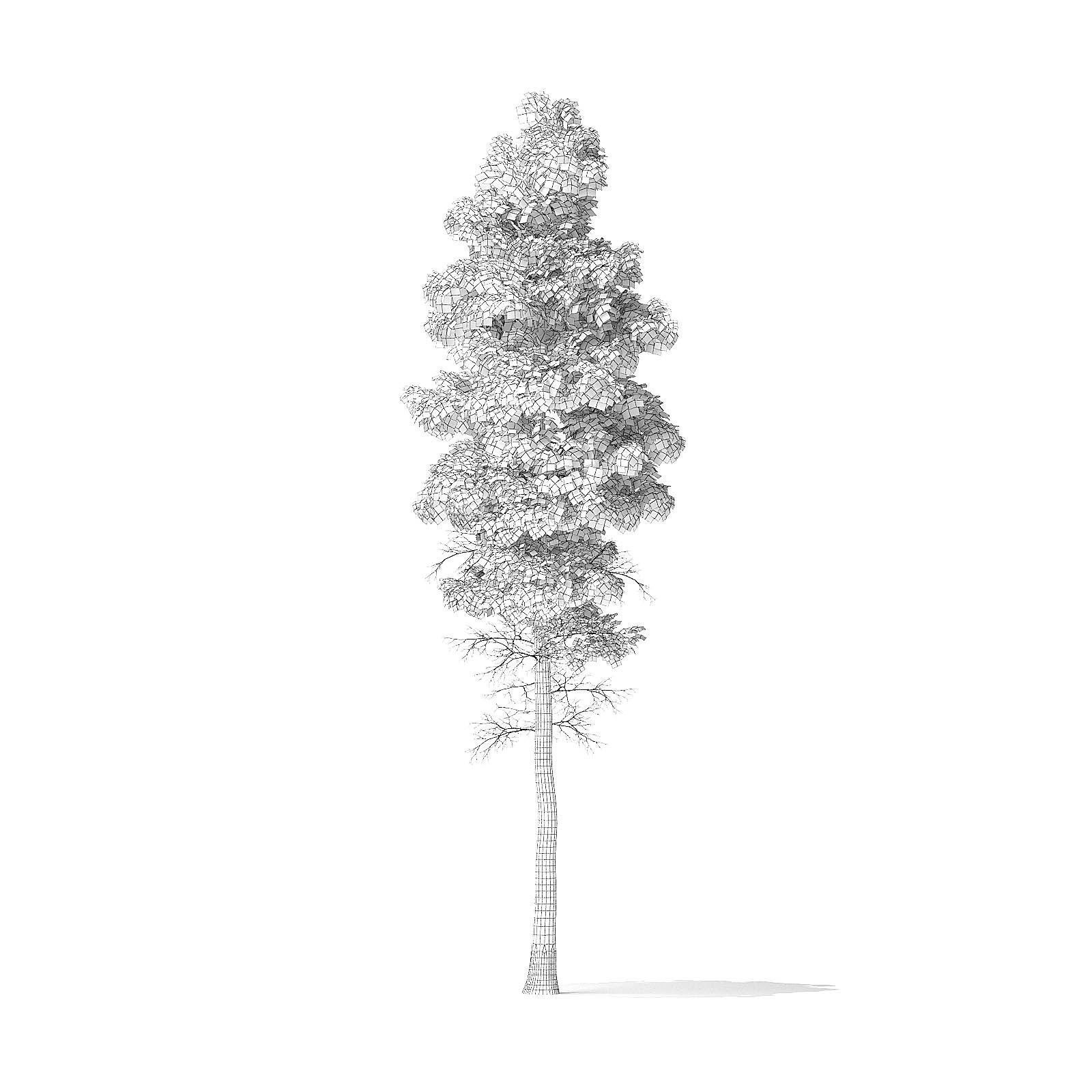 Quaking Aspen Tree 3D Model 7m 3D model | CGTrader