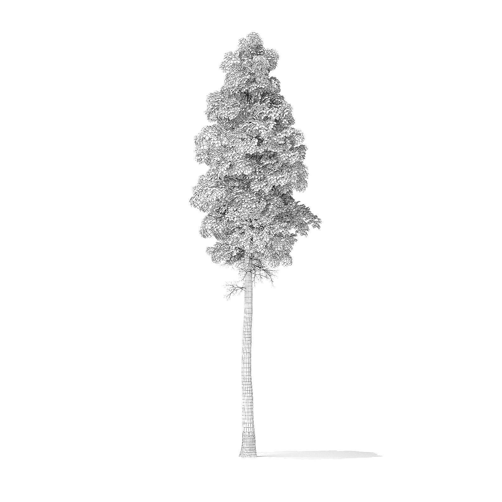 Quaking Aspen Tree 3D Model 8m 3D model | CGTrader