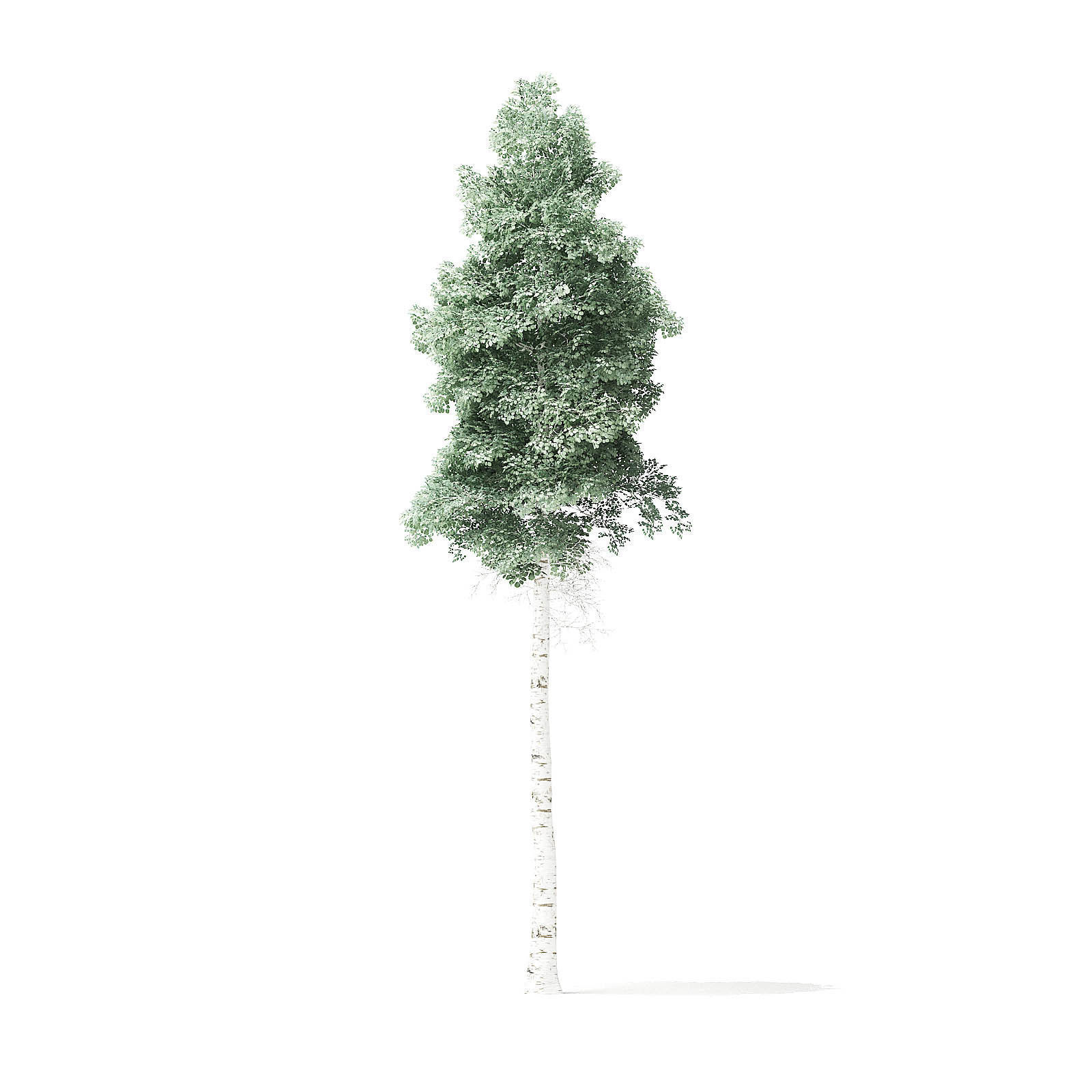 Quaking Aspen Tree 3D Model 8m 3D model | CGTrader