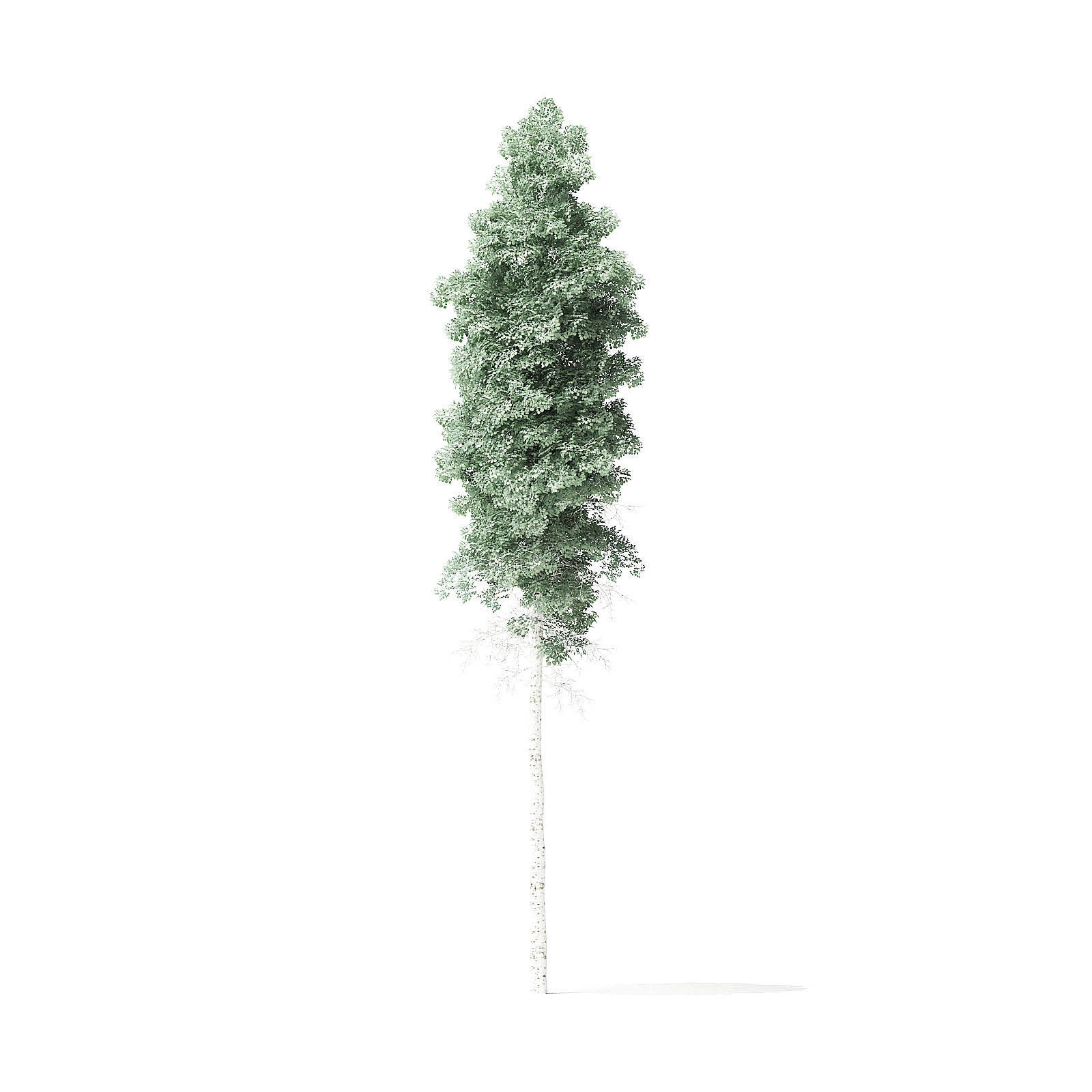 Quaking Aspen Tree 3D Model 10m 3D model | CGTrader