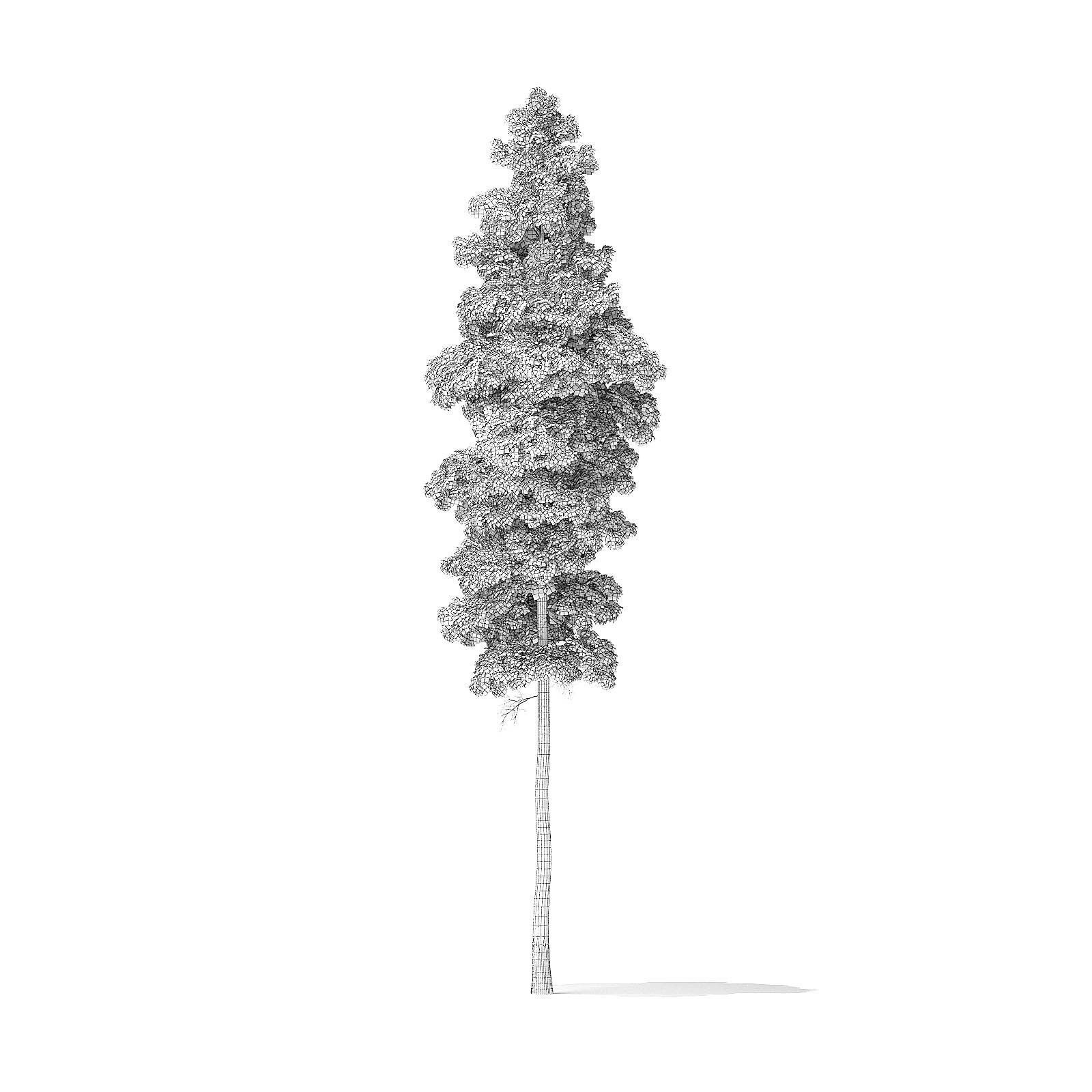 Quaking Aspen Tree 3D Model 13m 3D model | CGTrader