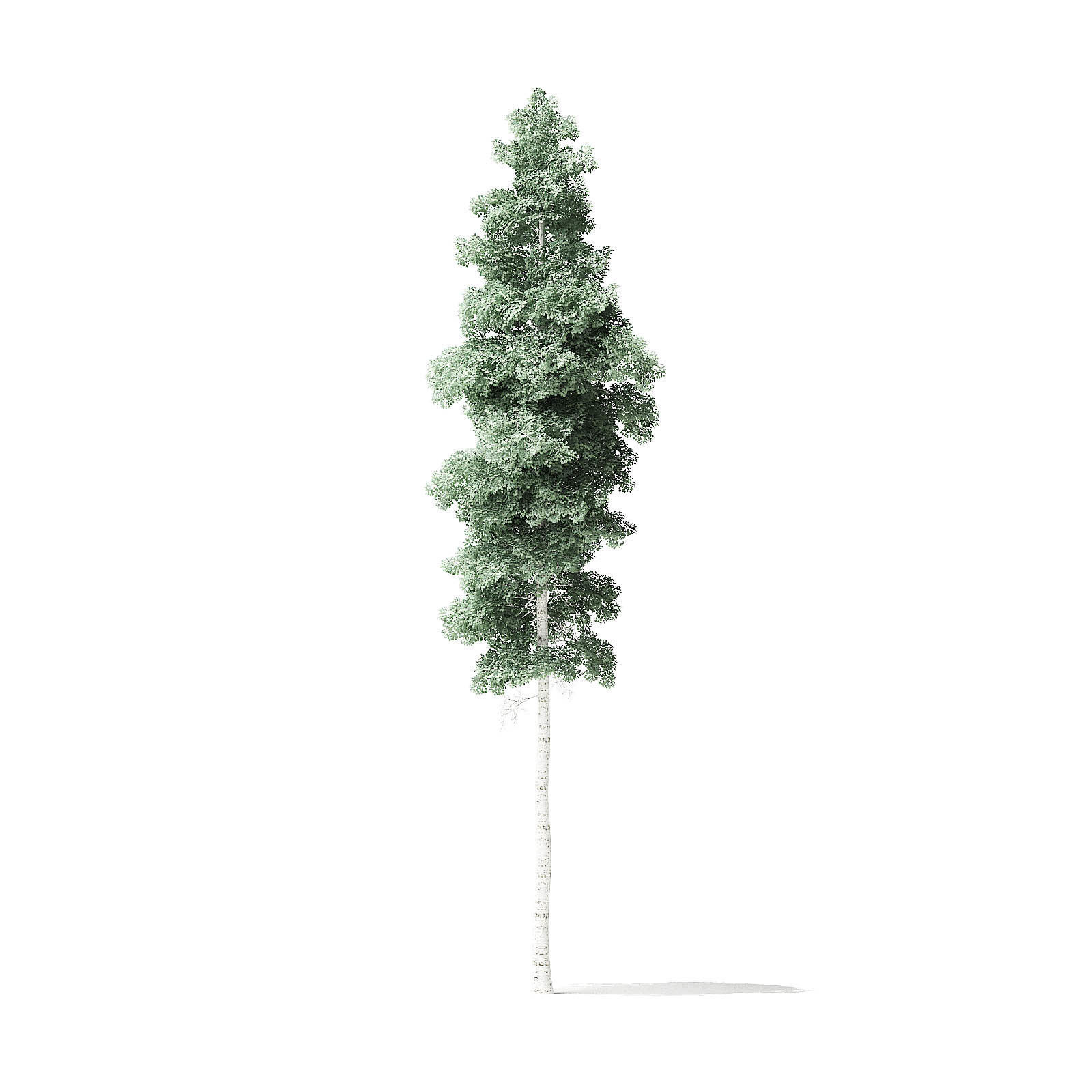 Quaking Aspen Tree 3D Model 13m 3D model | CGTrader