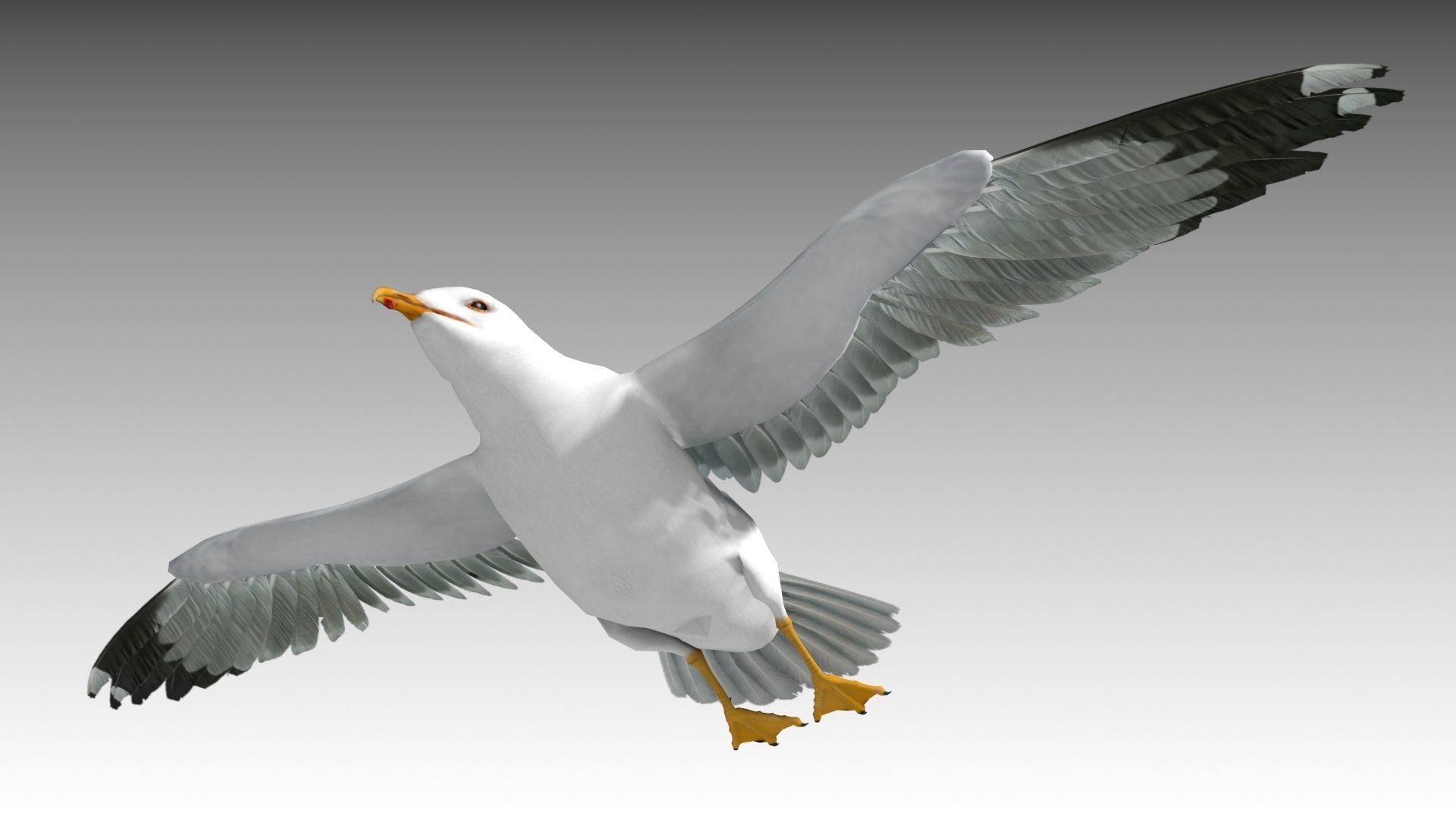 3D model Seagull VR / AR / low-poly rigged animated | CGTrader