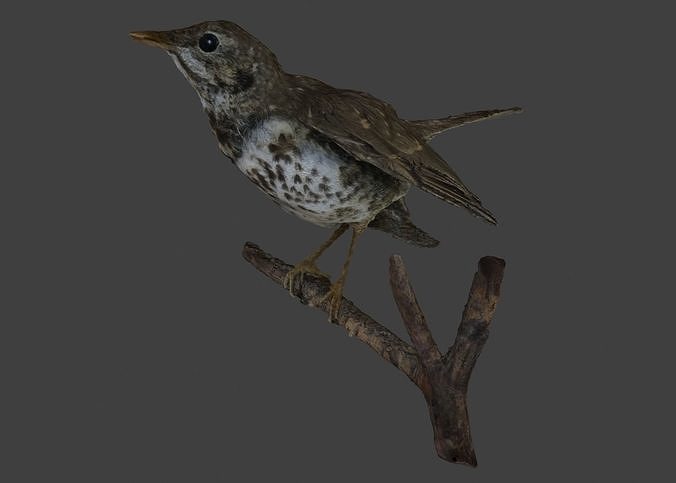 Small Photorealistic Bird 3D model On A Branch 3D model | CGTrader