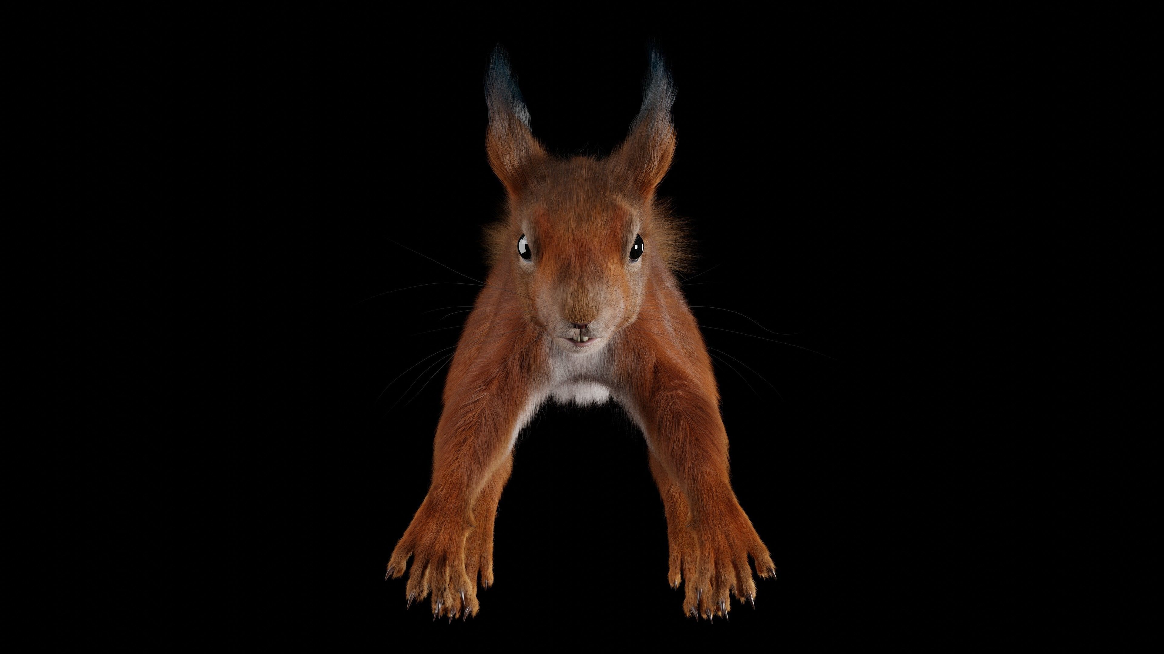 Squirrel 3D model | CGTrader