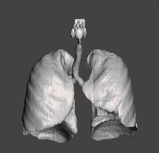 Human Respiratory System 3D model 3D printable | CGTrader