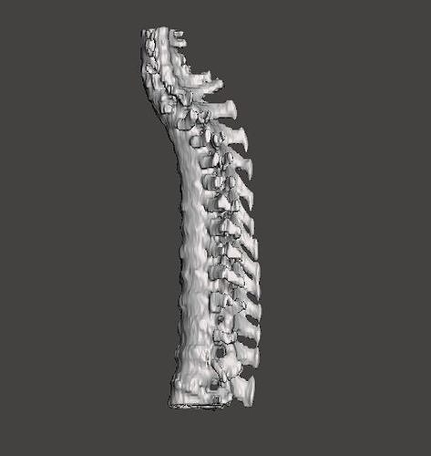 human backbone or spine 3D model 3D printable | CGTrader
