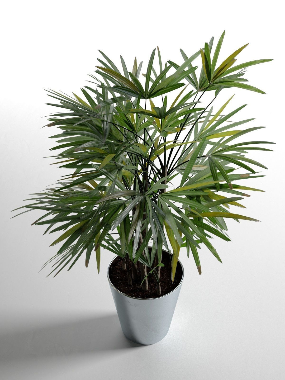 Rhapis Excelsa in Pot 3D model | CGTrader