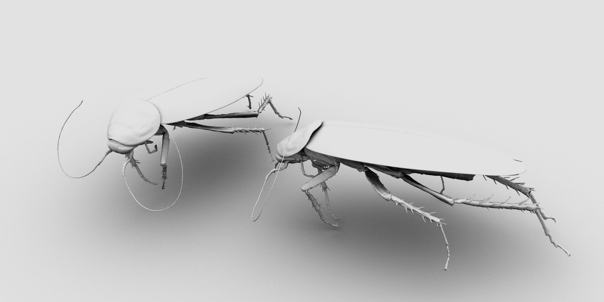 3D cockroach 3d model 3D model | CGTrader