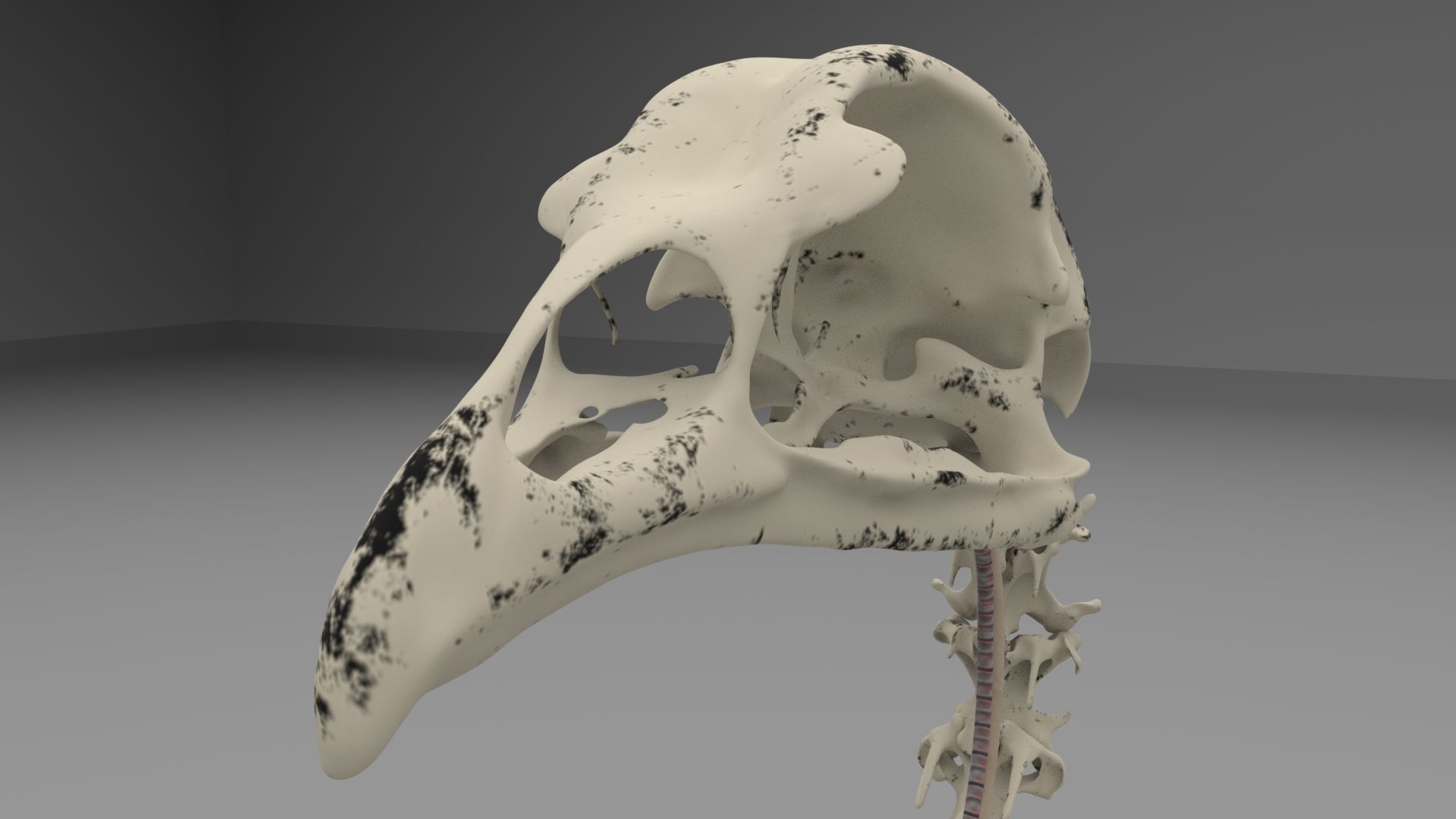 Chicken skeleton and organs 3D model | CGTrader