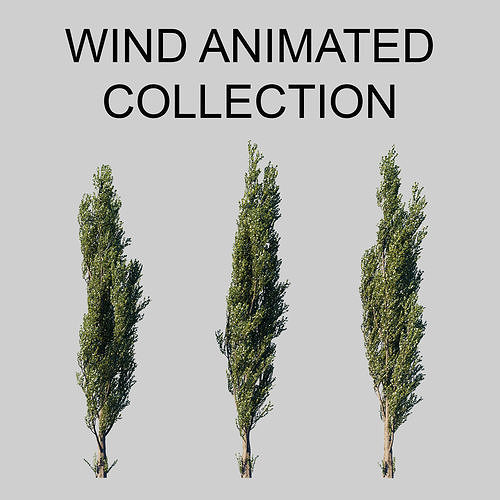 Poplar pyramidal wind animated collection 3D model animated | CGTrader