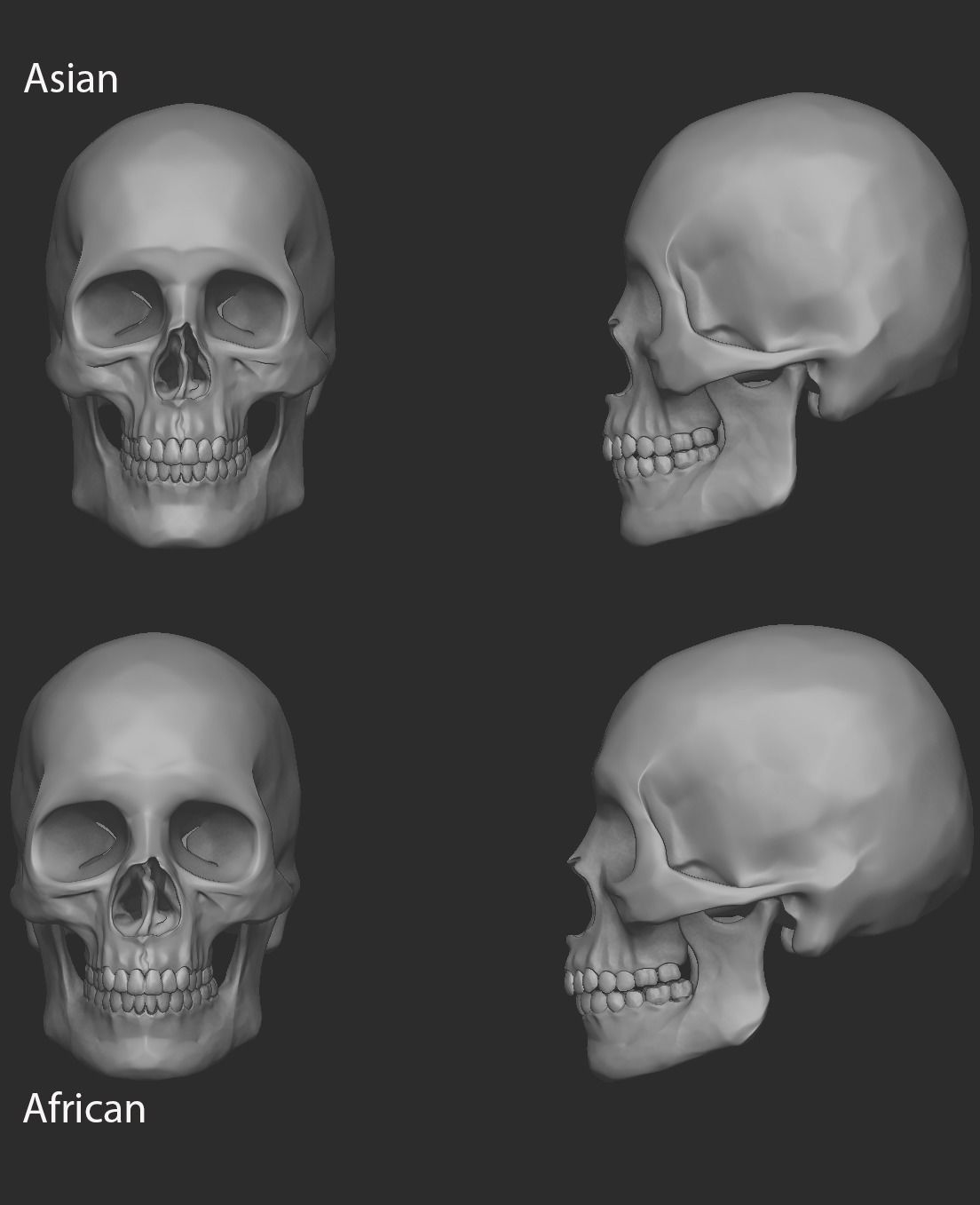 3D model Human Skull Variations Low-poly 3D model VR / AR / low-poly ...