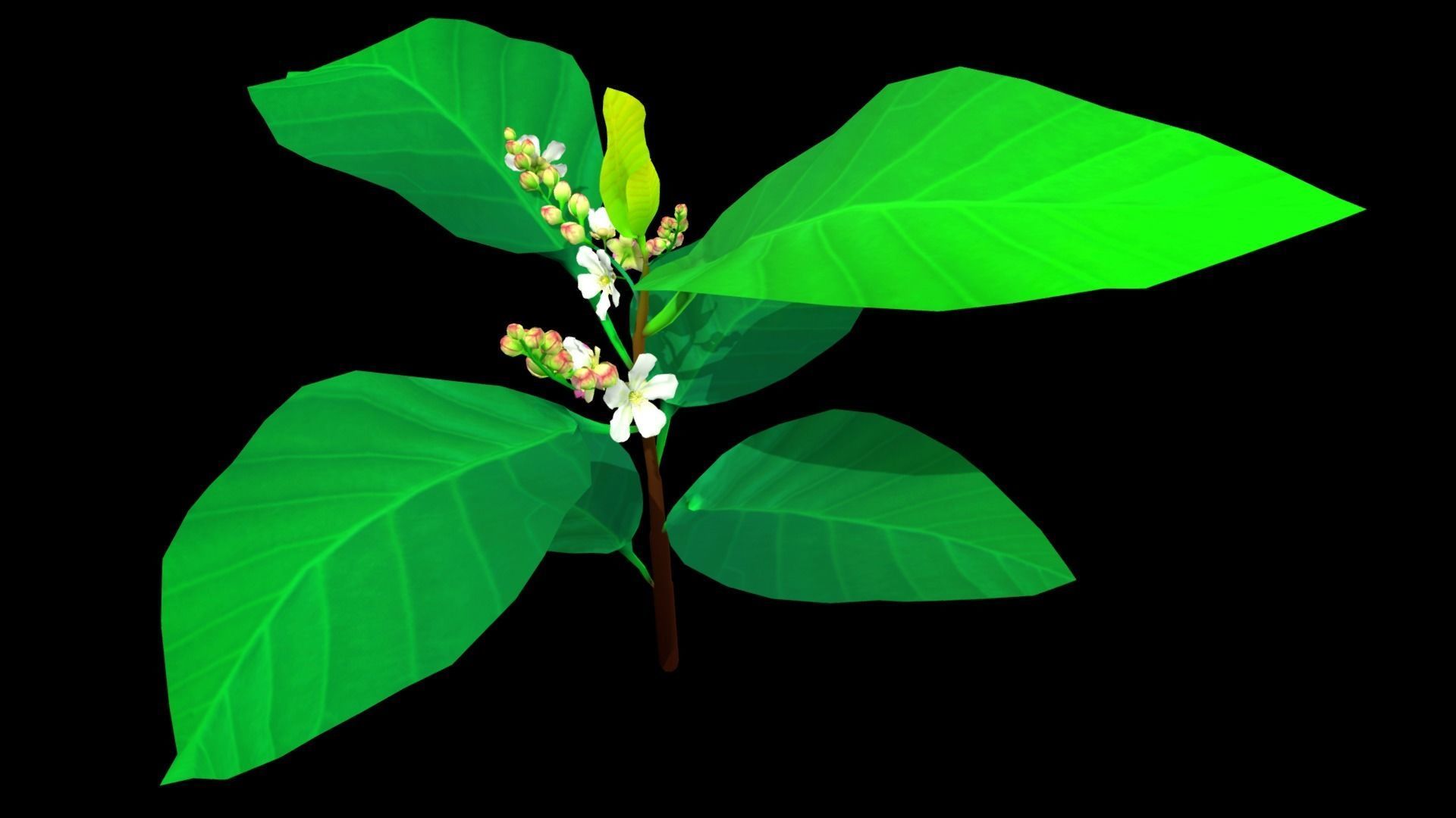 3D model Flower Simpor VR / AR / low-poly | CGTrader