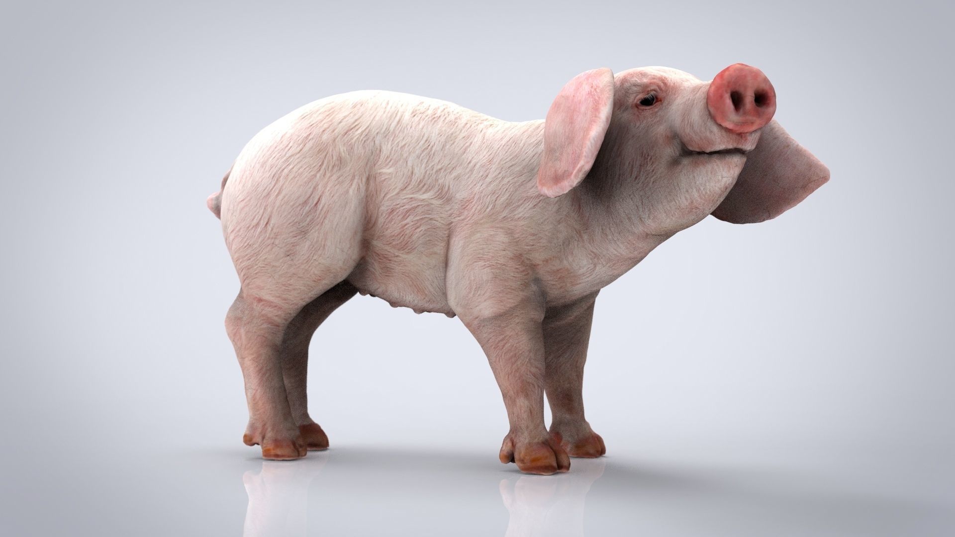 3D model REALISTIC PIG VR / AR / low-poly | CGTrader