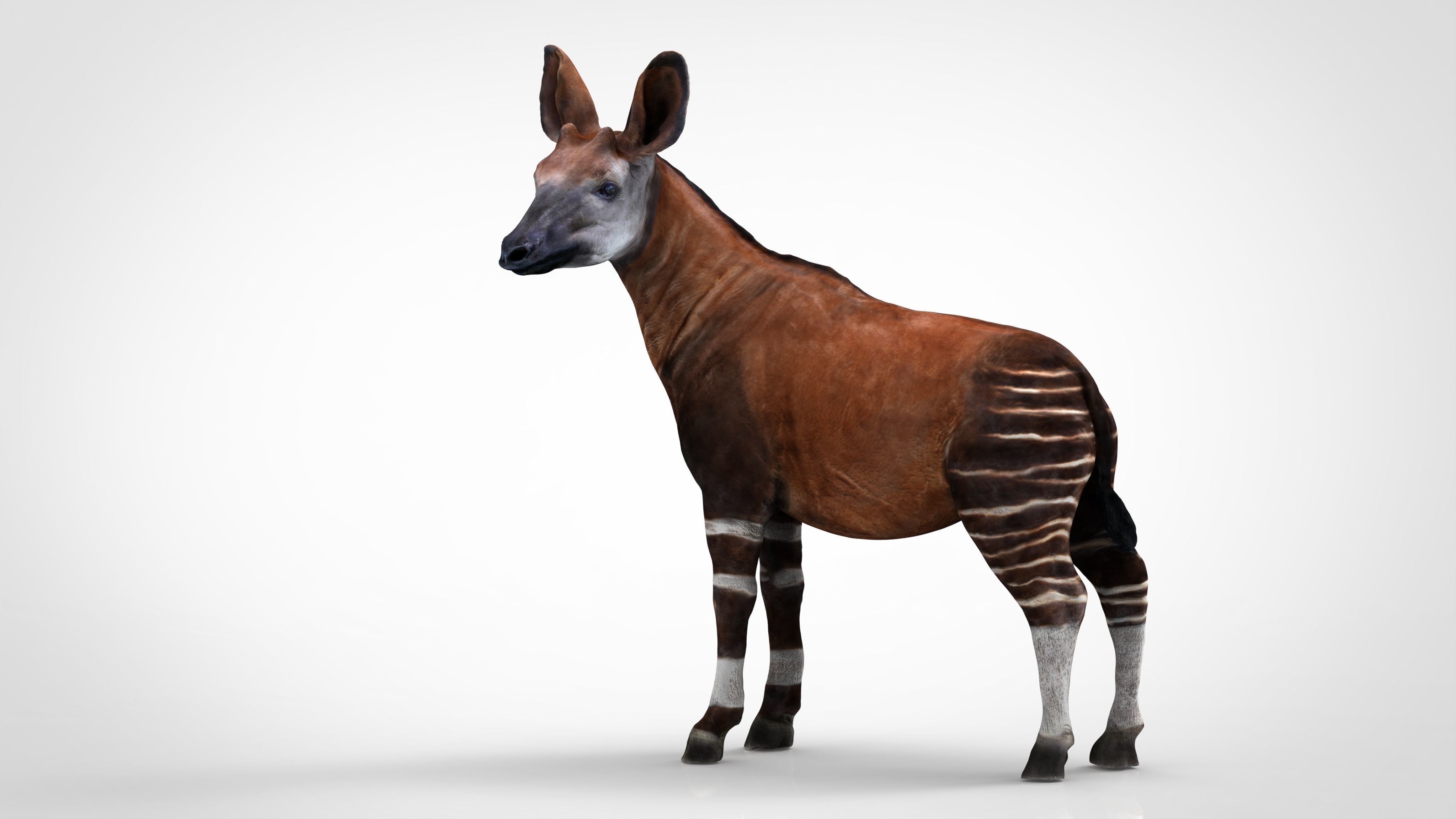 3D model OKAPI antelope VR / AR / low-poly | CGTrader