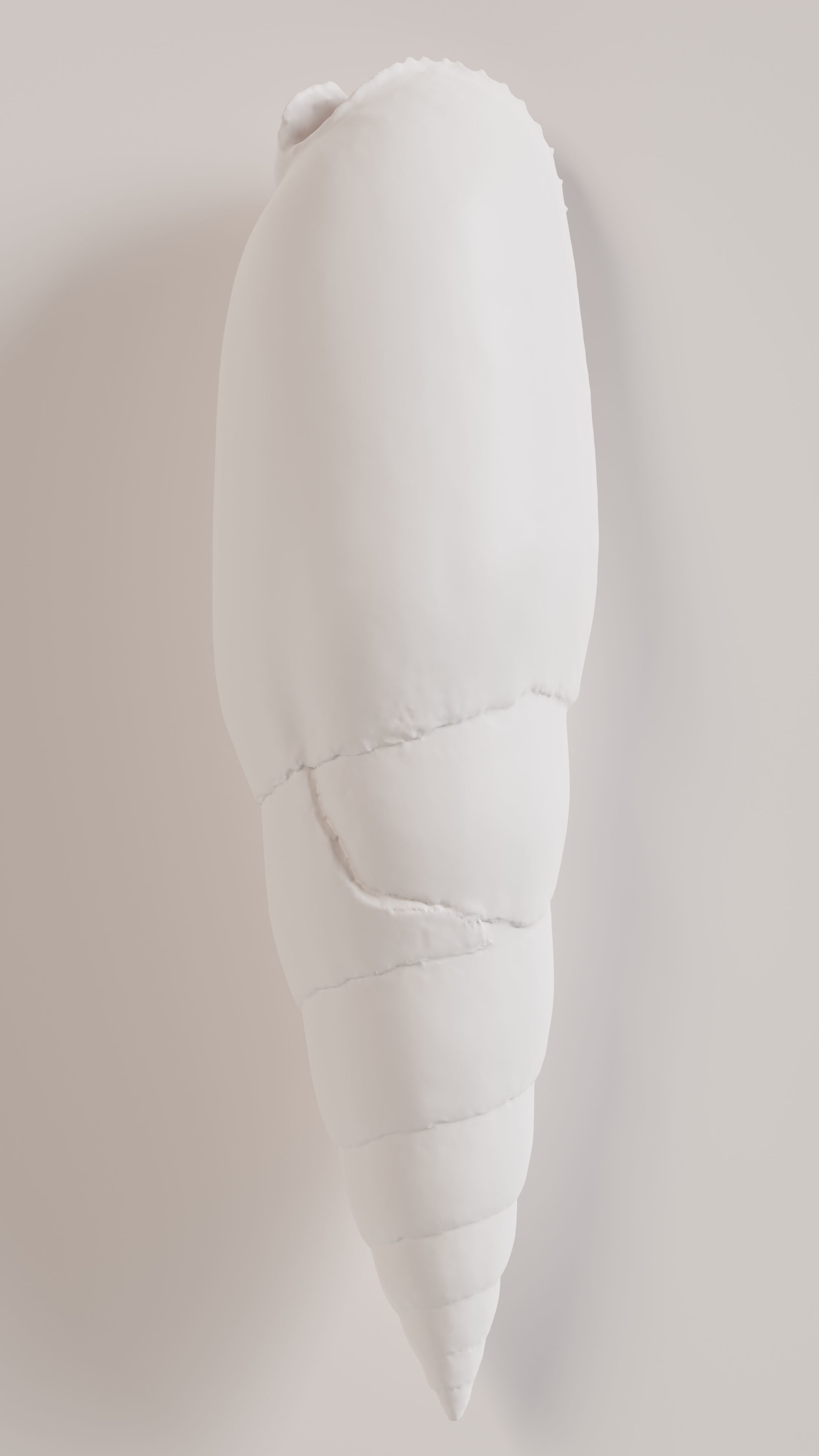 Mitre seashell 3D model | CGTrader