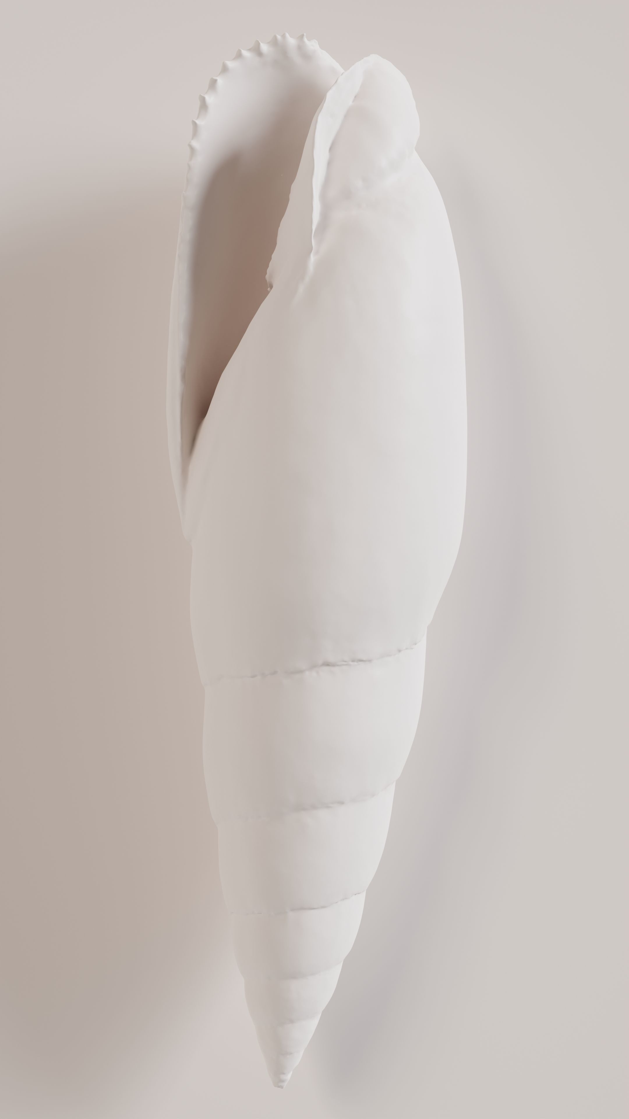 Mitre seashell 3D model | CGTrader