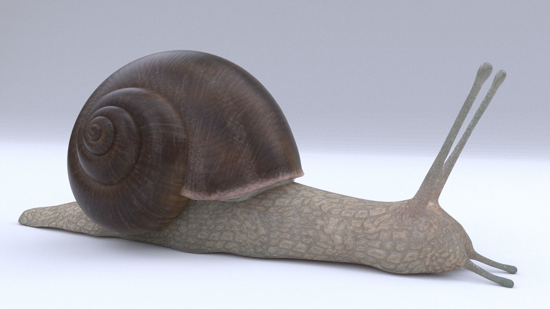Snail 3D model rigged | CGTrader