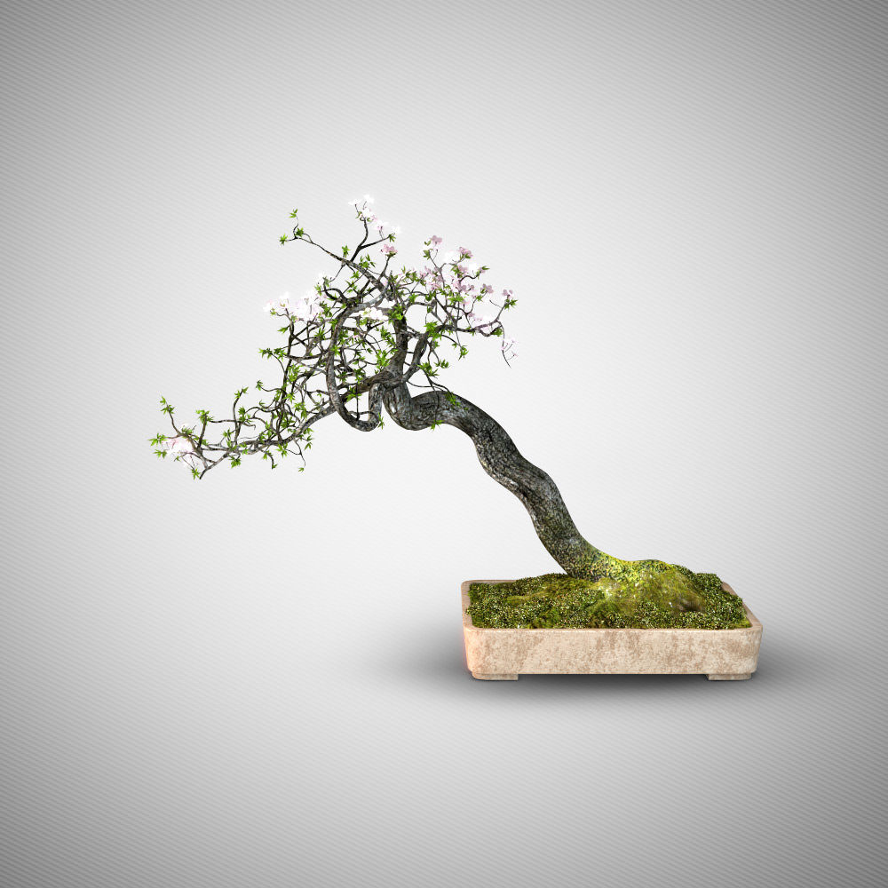 Bonsai tree 3D model | CGTrader