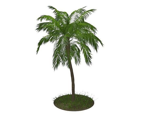 Palm Tree 5 3D model | CGTrader