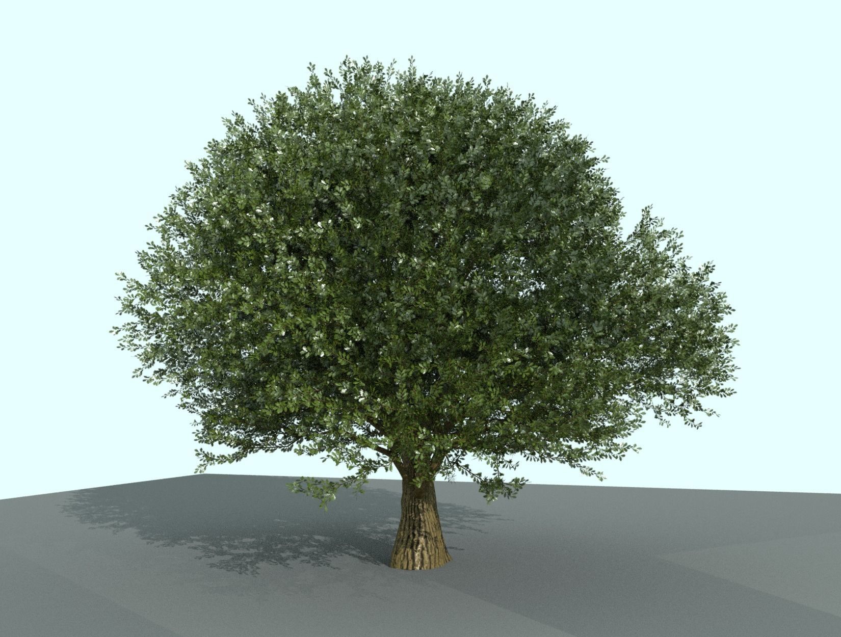 OAK TREE 3D model | CGTrader