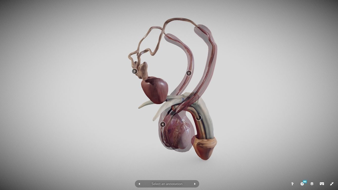 3D model Male Reproductive System VR / AR / low-poly | CGTrader