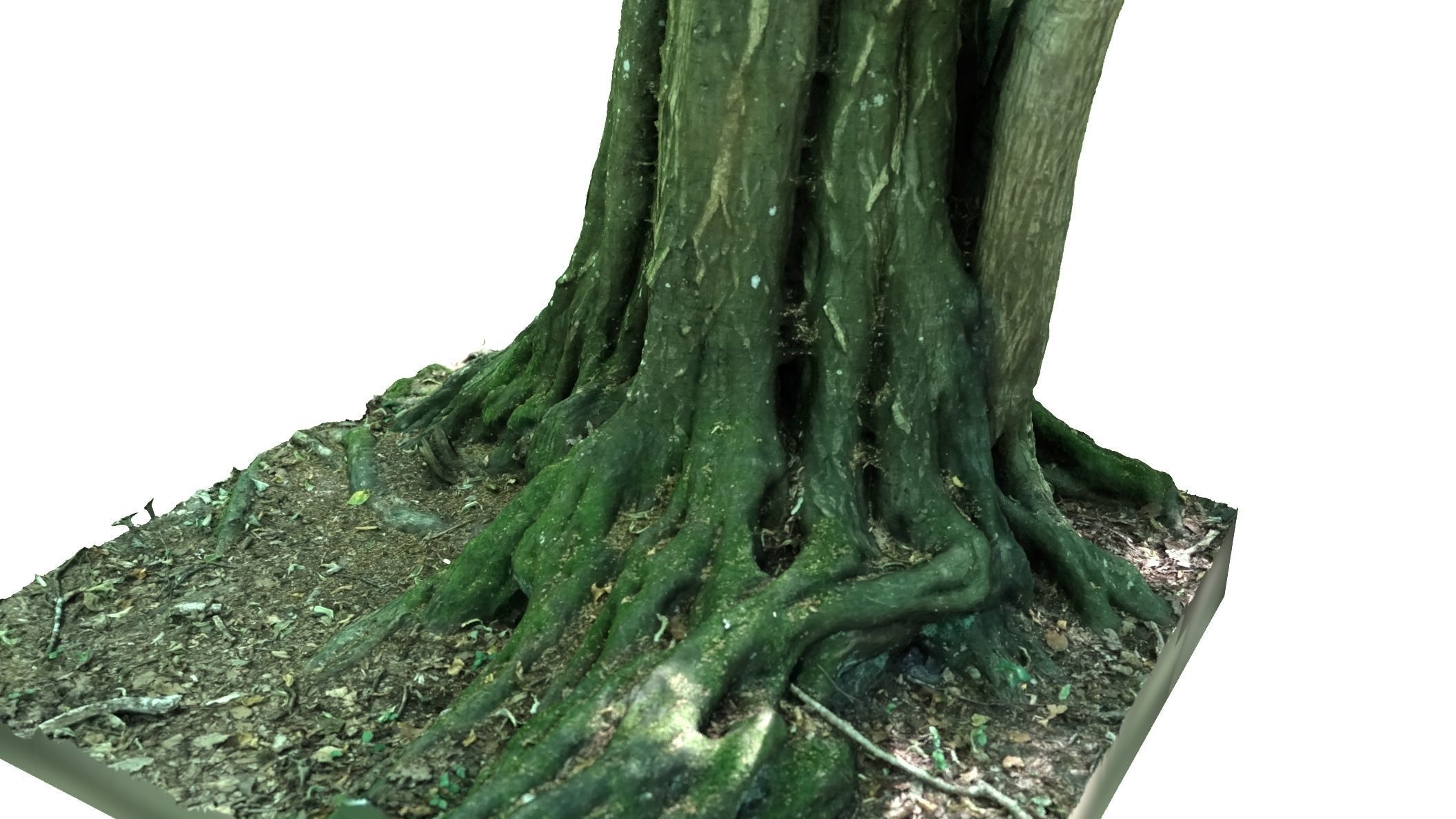 Scan of tree 3D model | CGTrader