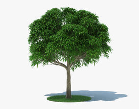 Mango tree 3D Models | CGTrader