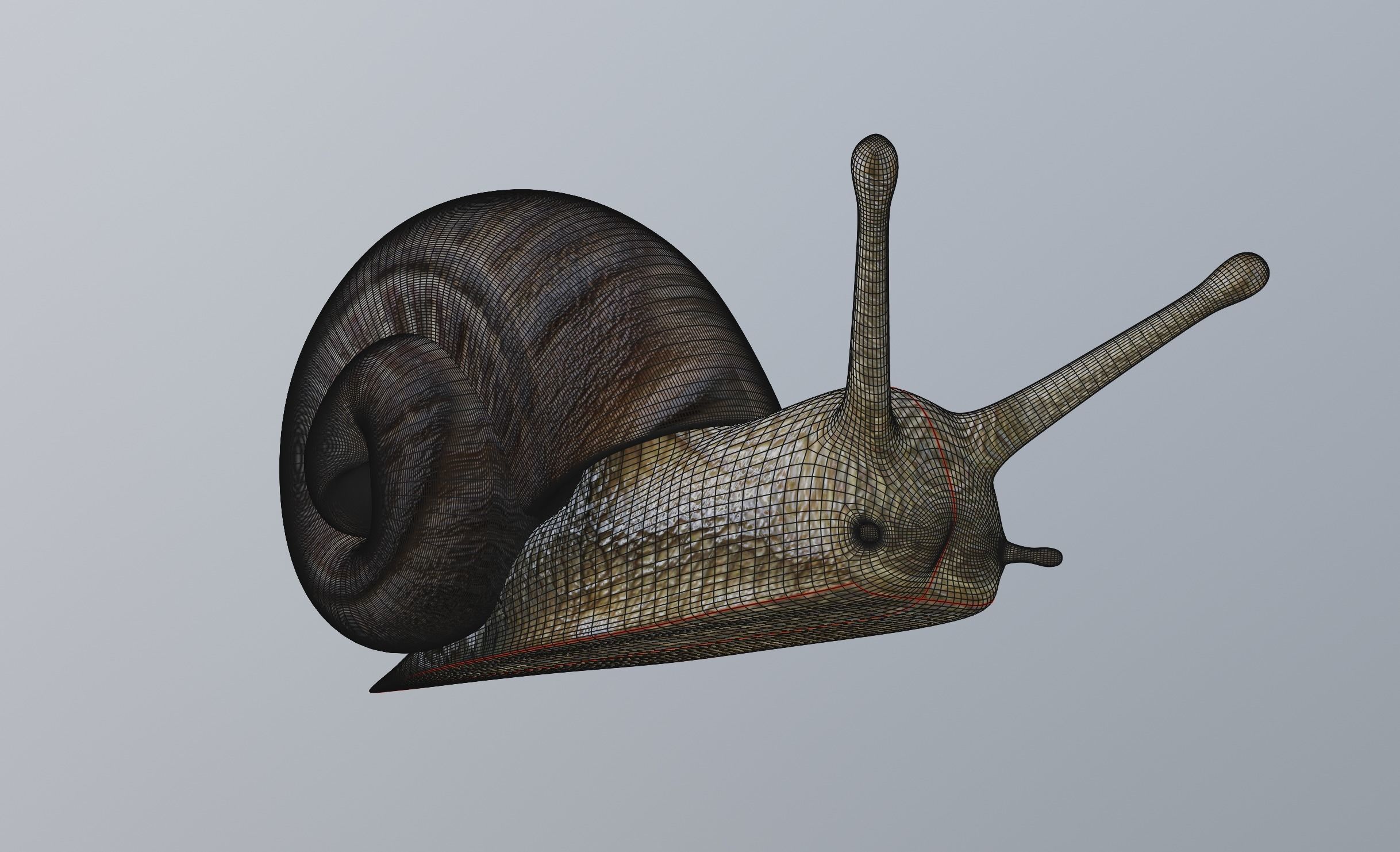 Snail 3D model rigged | CGTrader