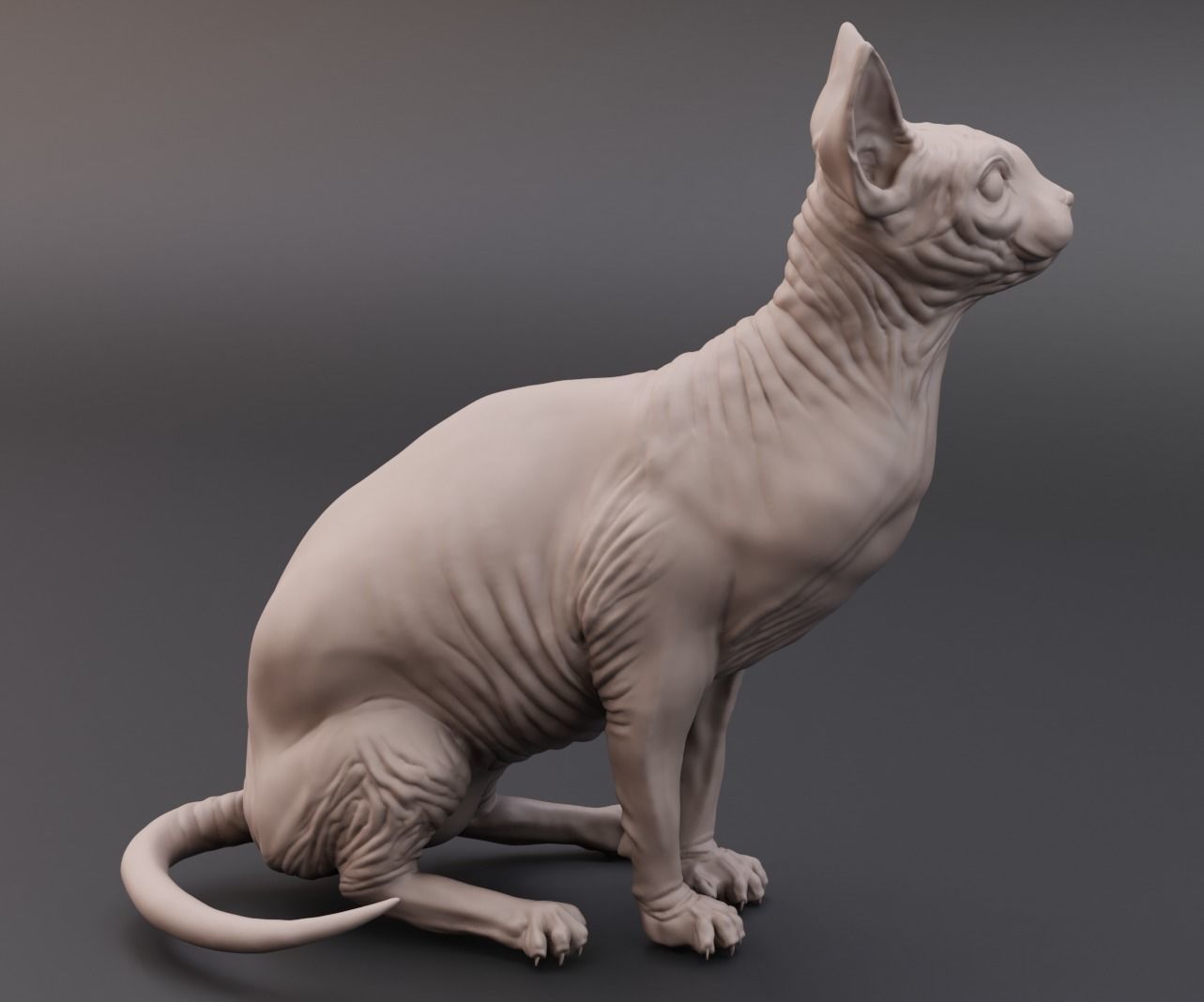 Sphynx cat 3D model 3D printable | CGTrader