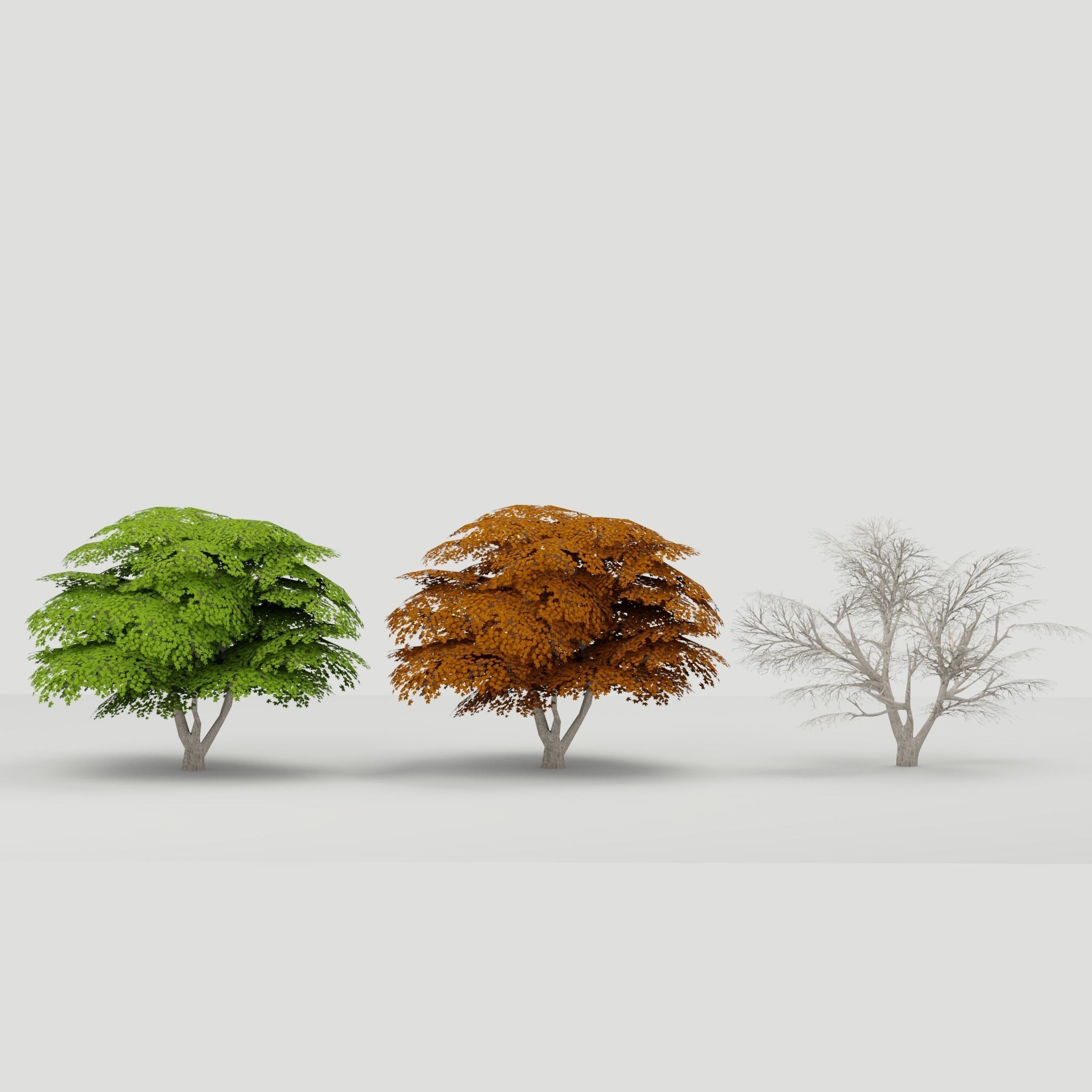 3D model Maple Tree 02 G17 LOD VR / AR / low-poly | CGTrader