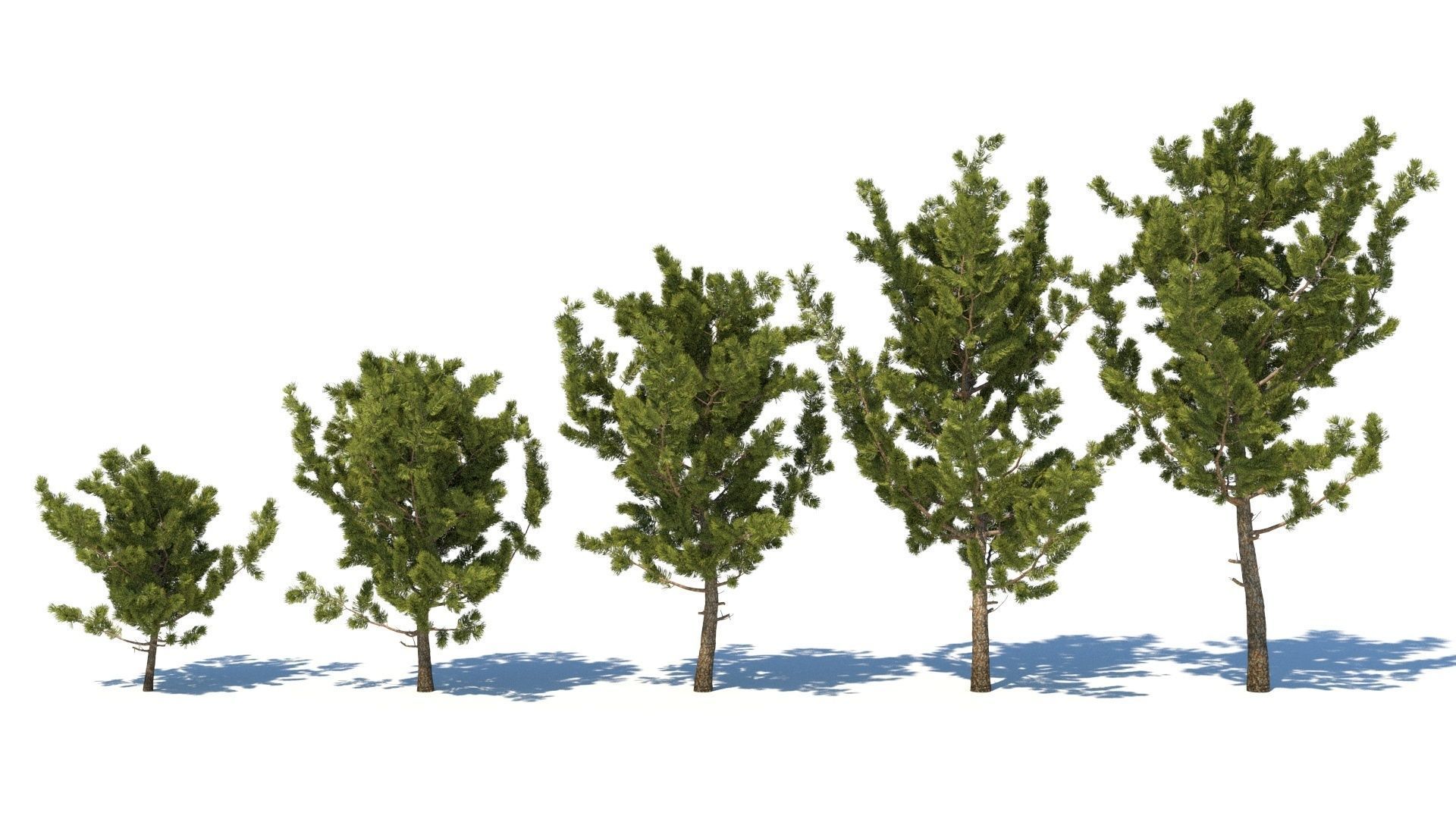 Young pines 3D model | CGTrader