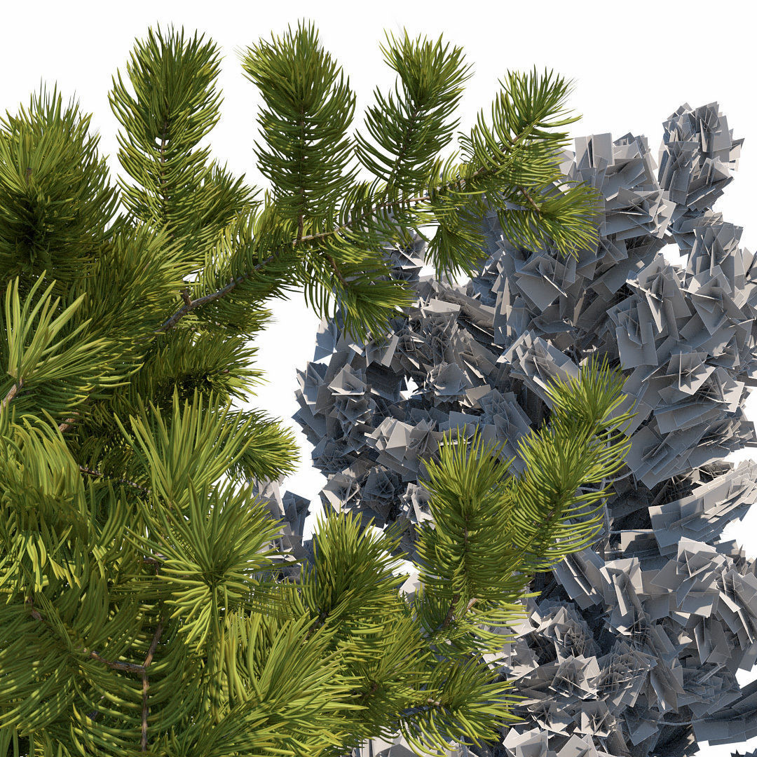 Young pines 3D model | CGTrader