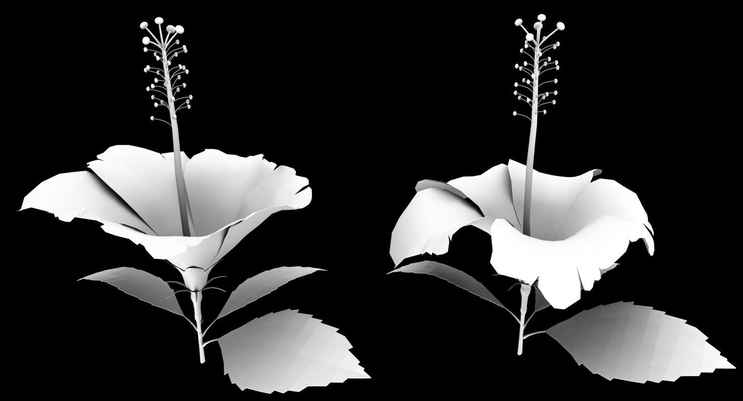 Hibiscus flower 3d model 3D model | CGTrader