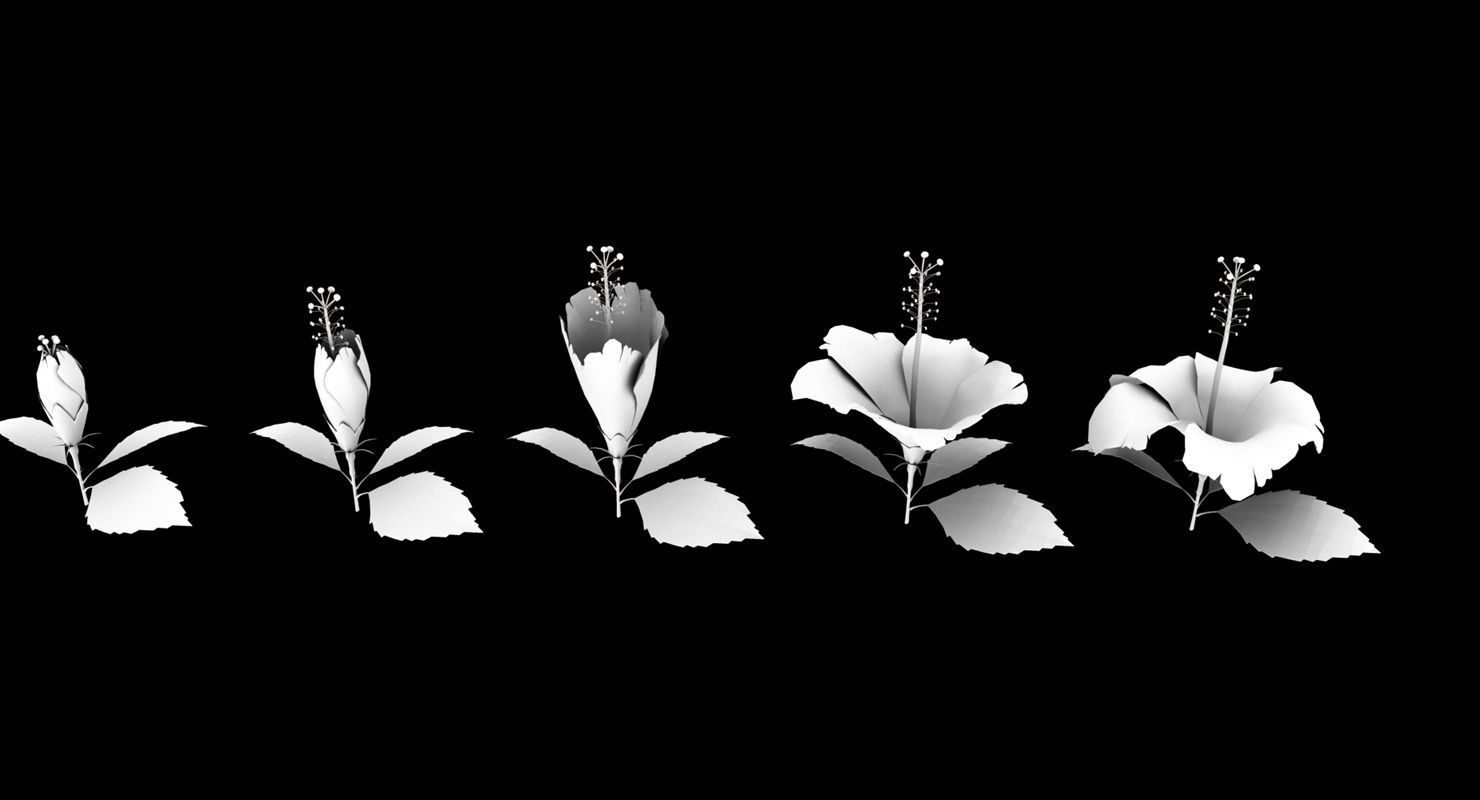 Hibiscus flower 3d model 3D model | CGTrader