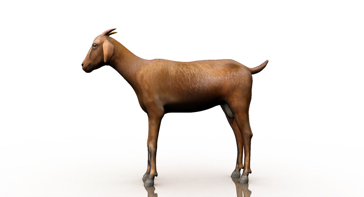 goat 3d model 3D model | CGTrader